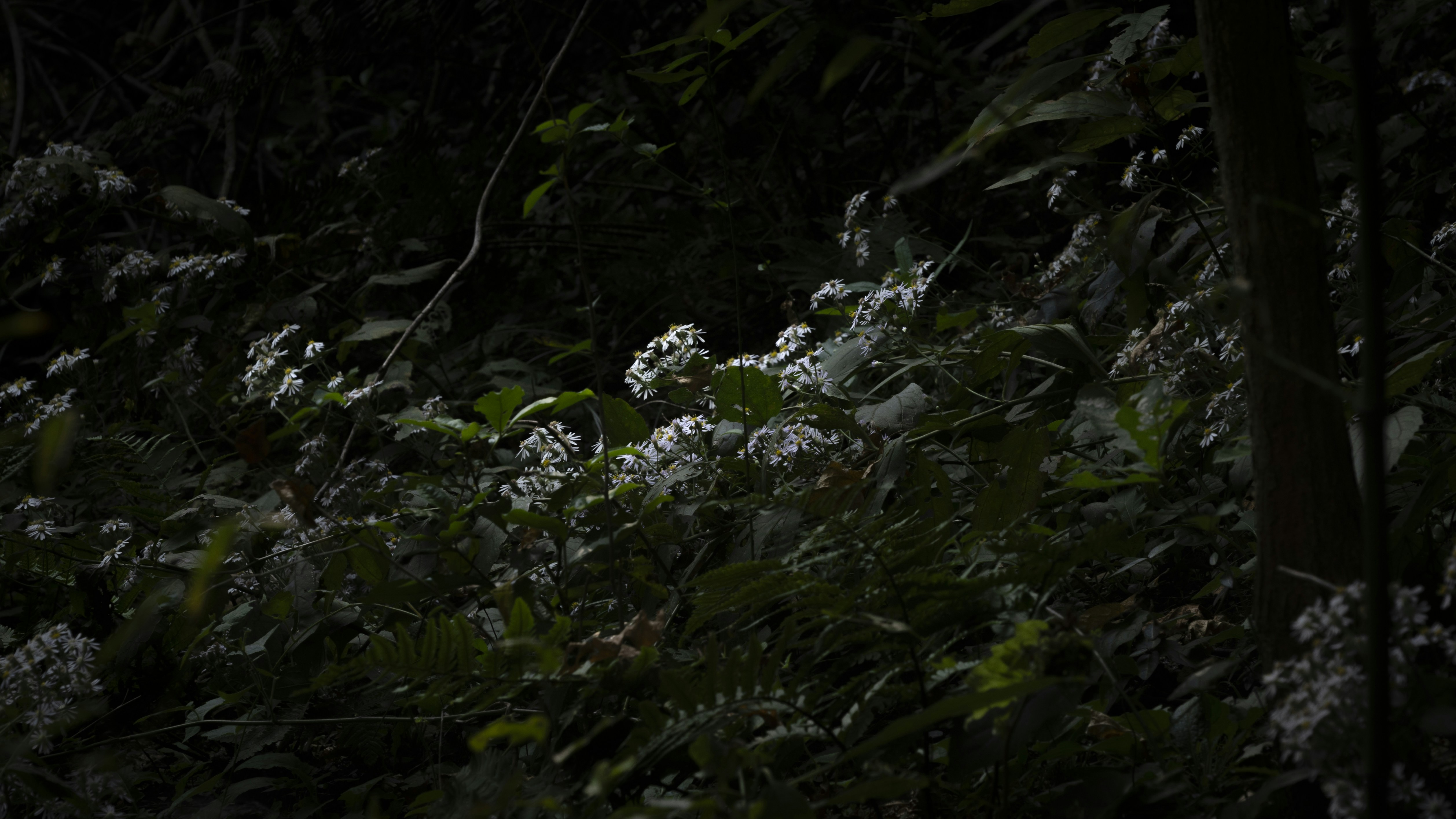 Foto Seikat bunga yang ada di rumput – Gambar Bunga Gratis di Unsplash