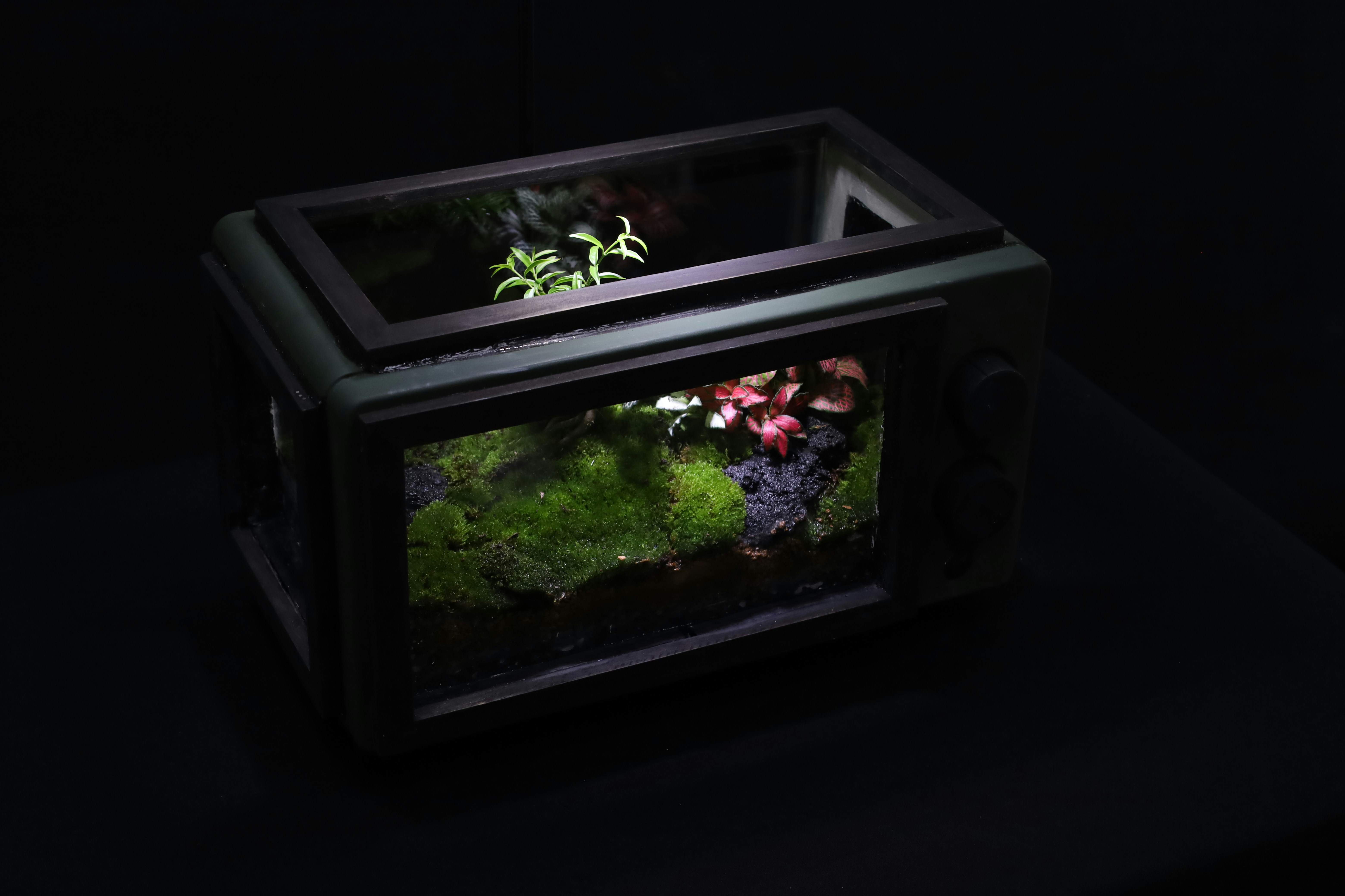 Miniature Greenhaven: A Tiny Ecosystem Revealed in a Dark Studio