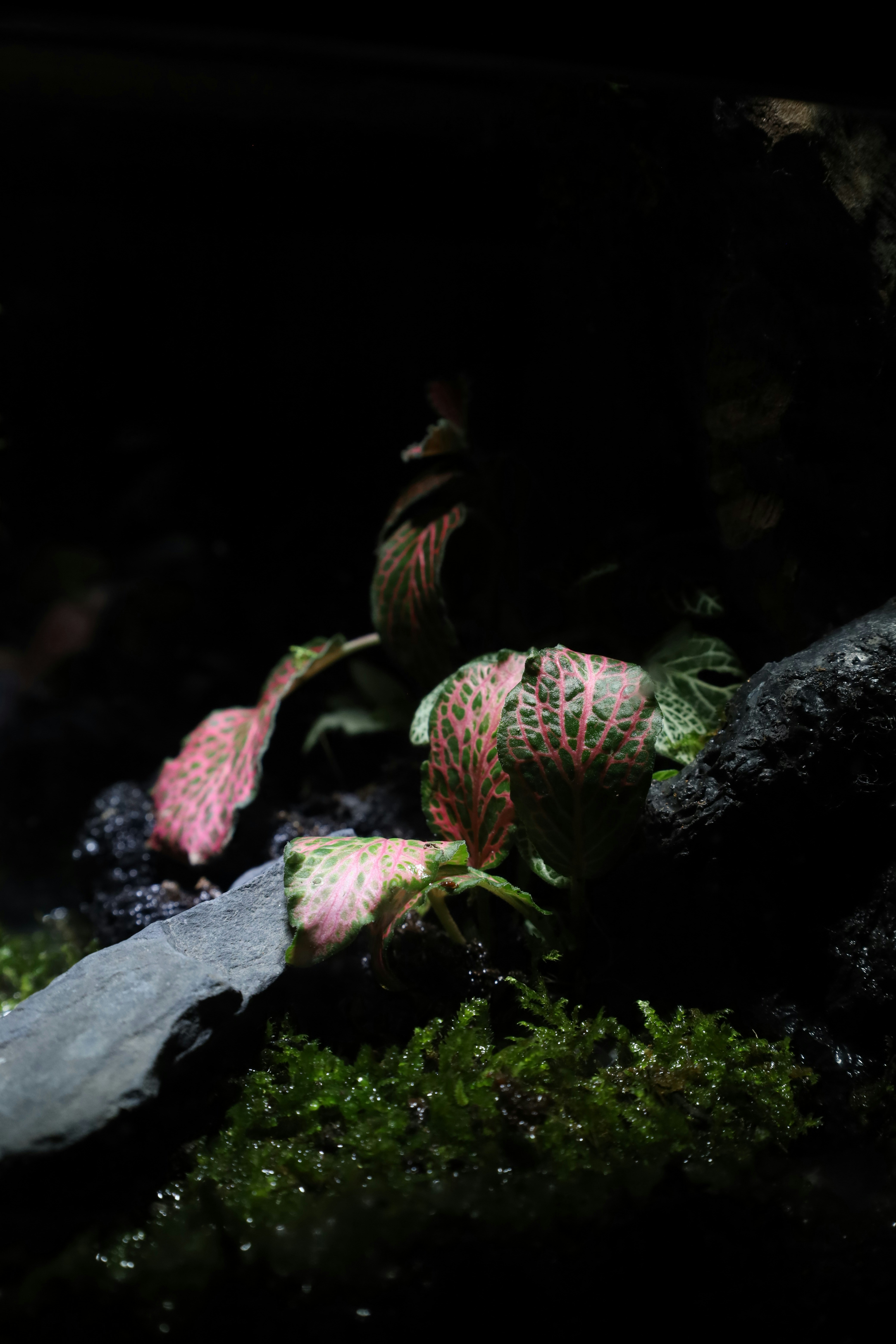 Pink-Veined Leaves Nestled in a Shadowed Moss-Covered Crevice