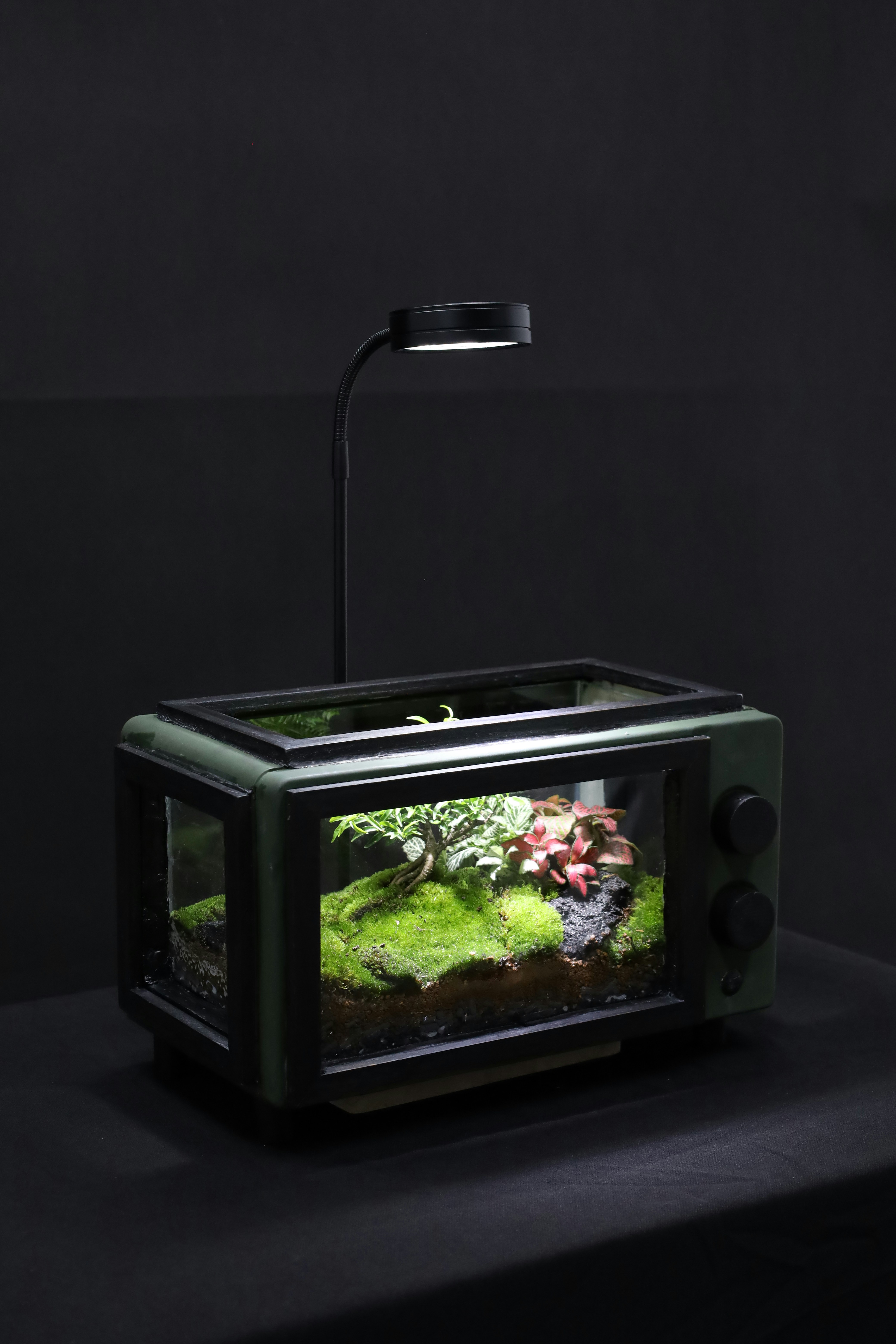 Green Miniature Aquarium in a Vintage Box with Overhead Lamp