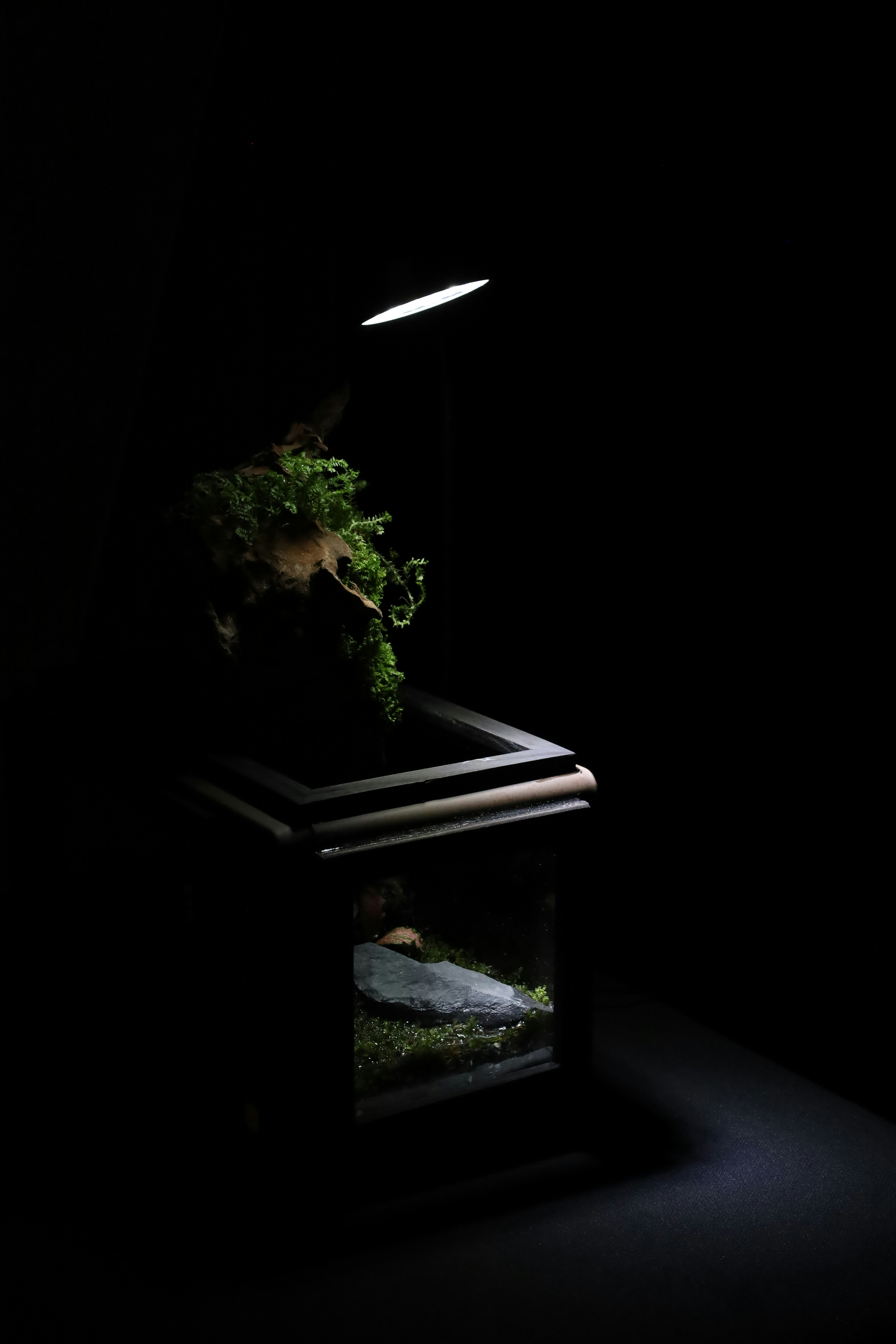 Photo by Trần Quang Phú with Canon EOS RP