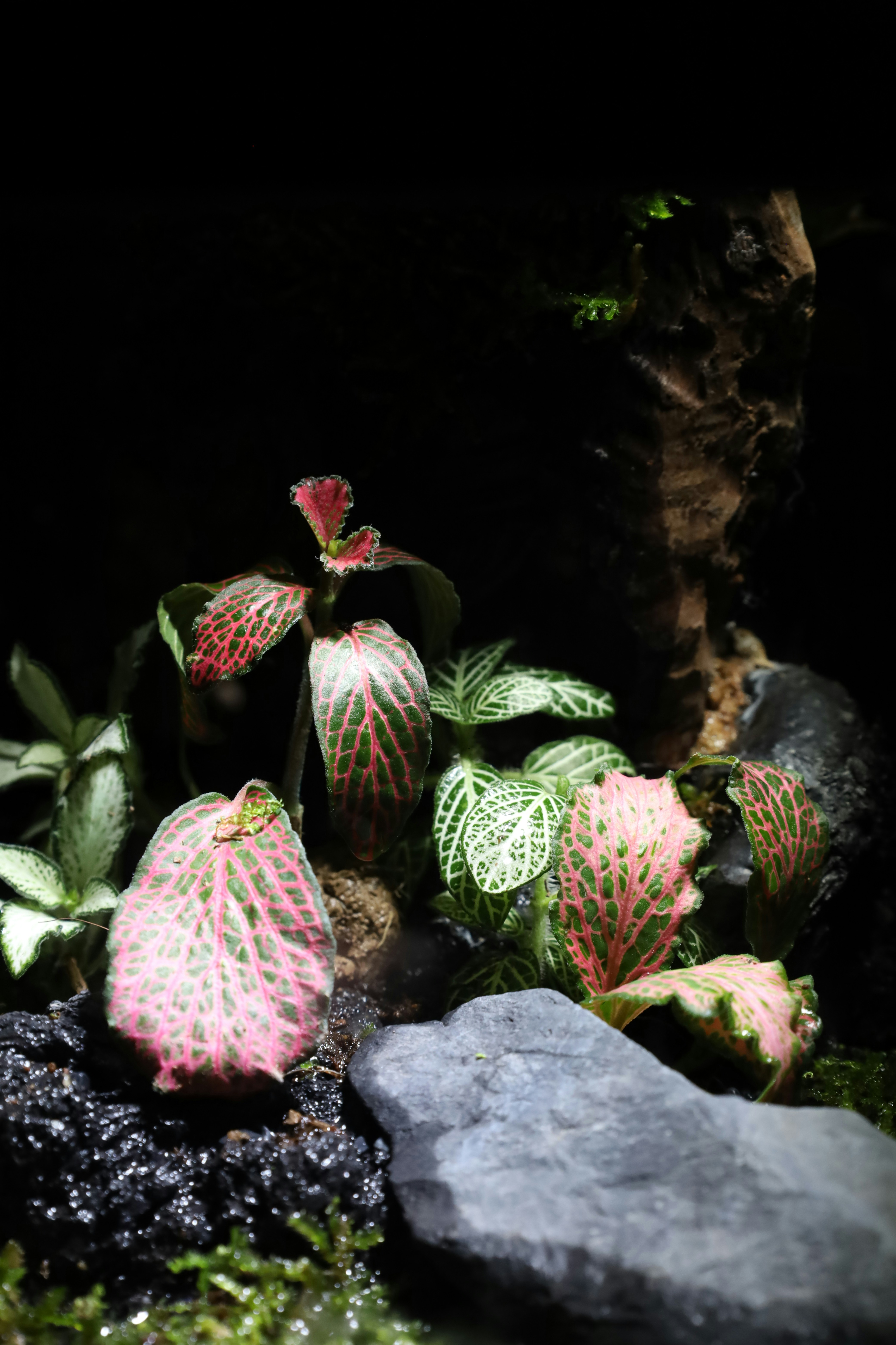 Vivid Veinlets: Colorful Fittonia Nestled Among Moss and Stone
