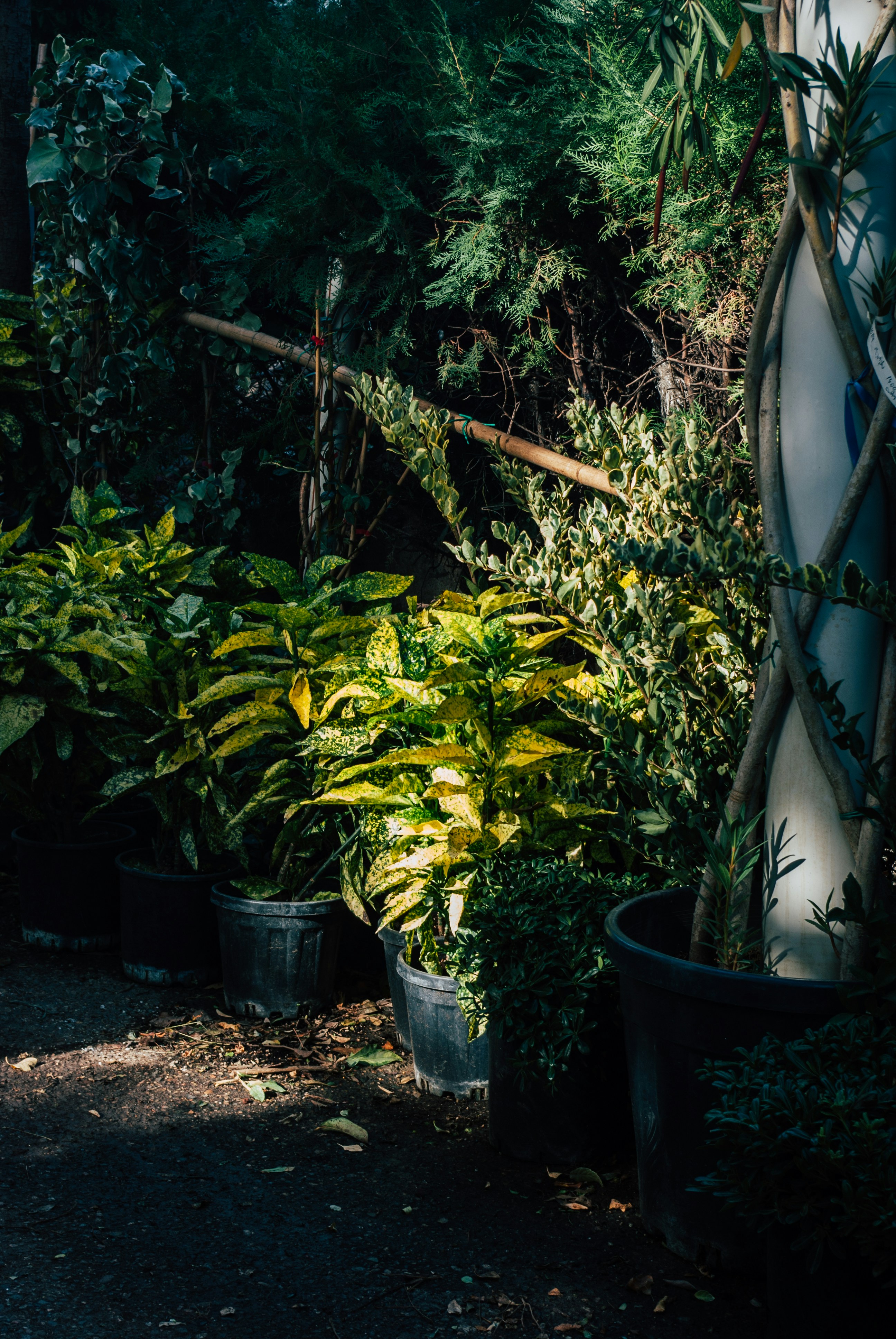 Sunlit Foliage in a Quiet Garden Corridor