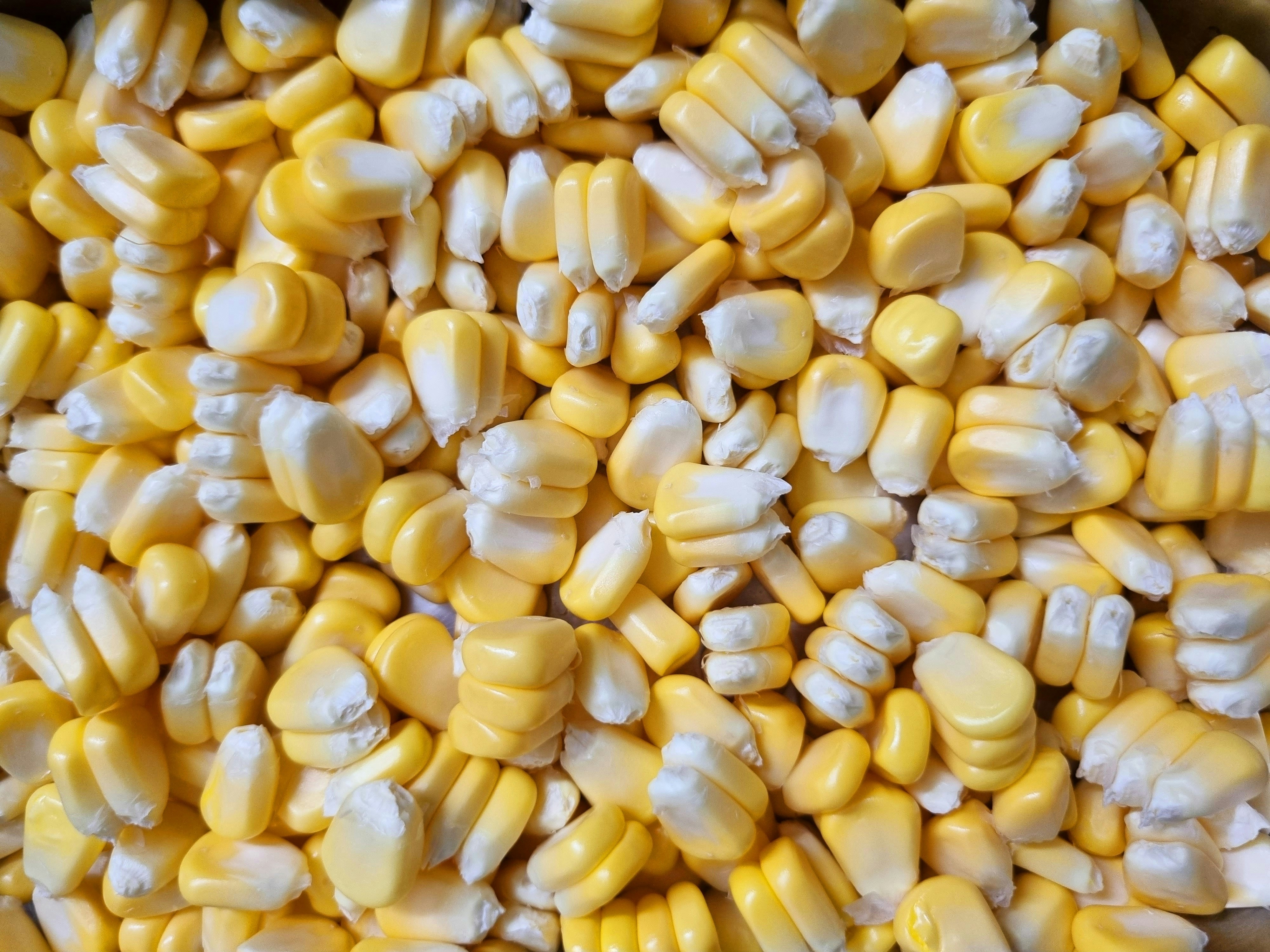 Macro close-up of yellow and white corn kernels forming a dense, sunlit mosaic that emphasizes texture and color.