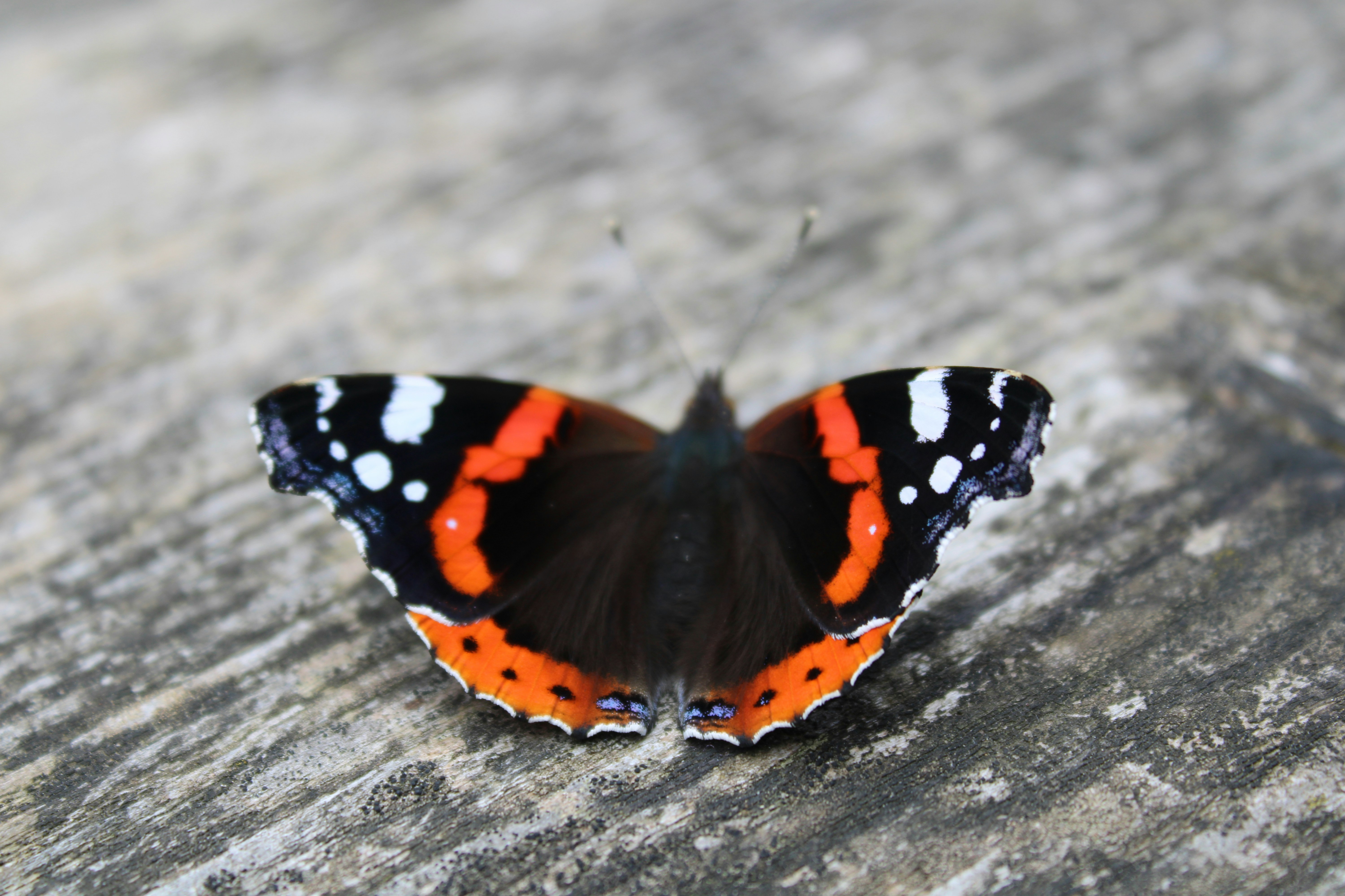A Red Admiral butterfly perched gracefully on a textured surface, showcasing its vivid orange and black wings. The intricate patterns highlight the beauty of nature.