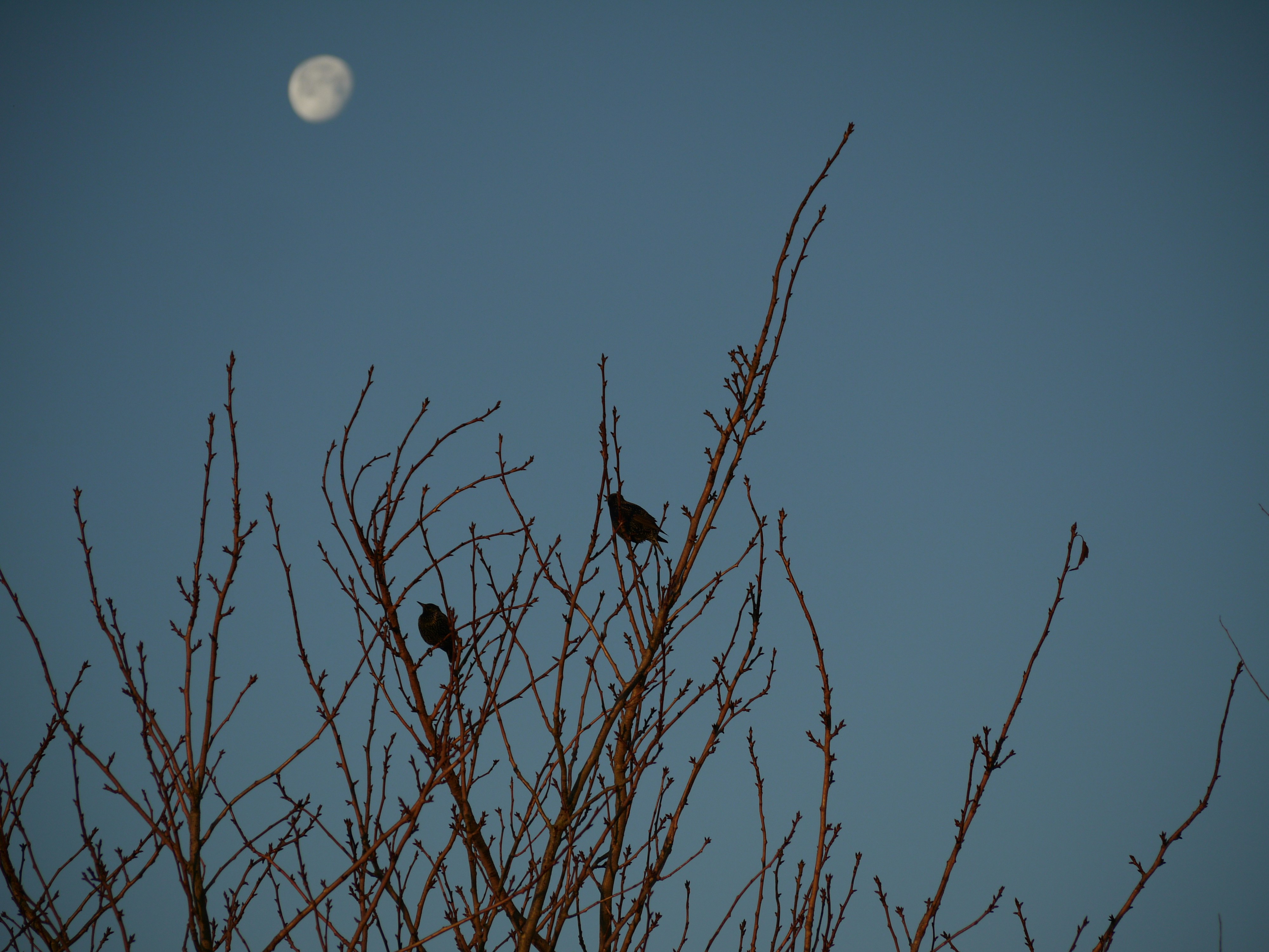 Photo by Fiona Dodd with Panasonic Lumix G10