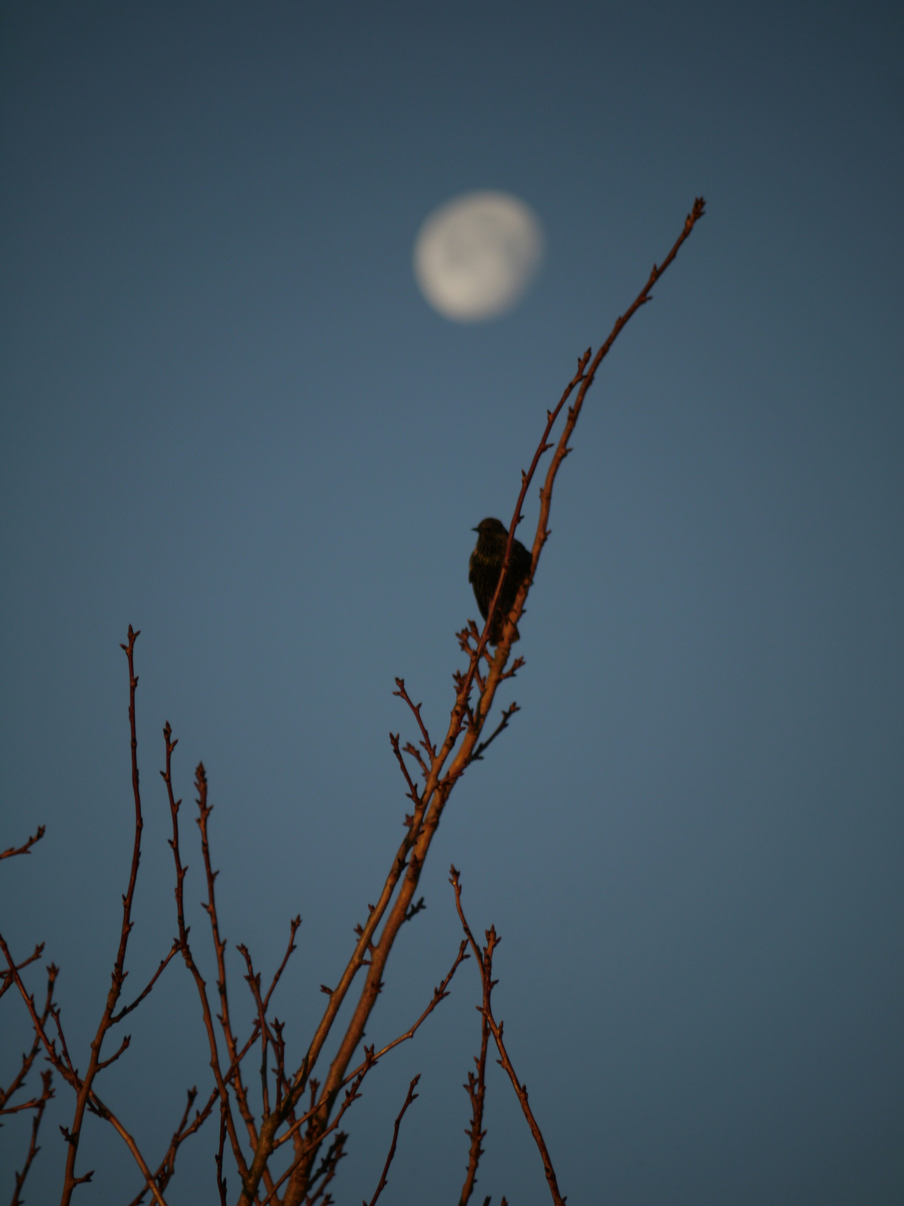 Photo by Fiona Dodd with Panasonic Lumix G10