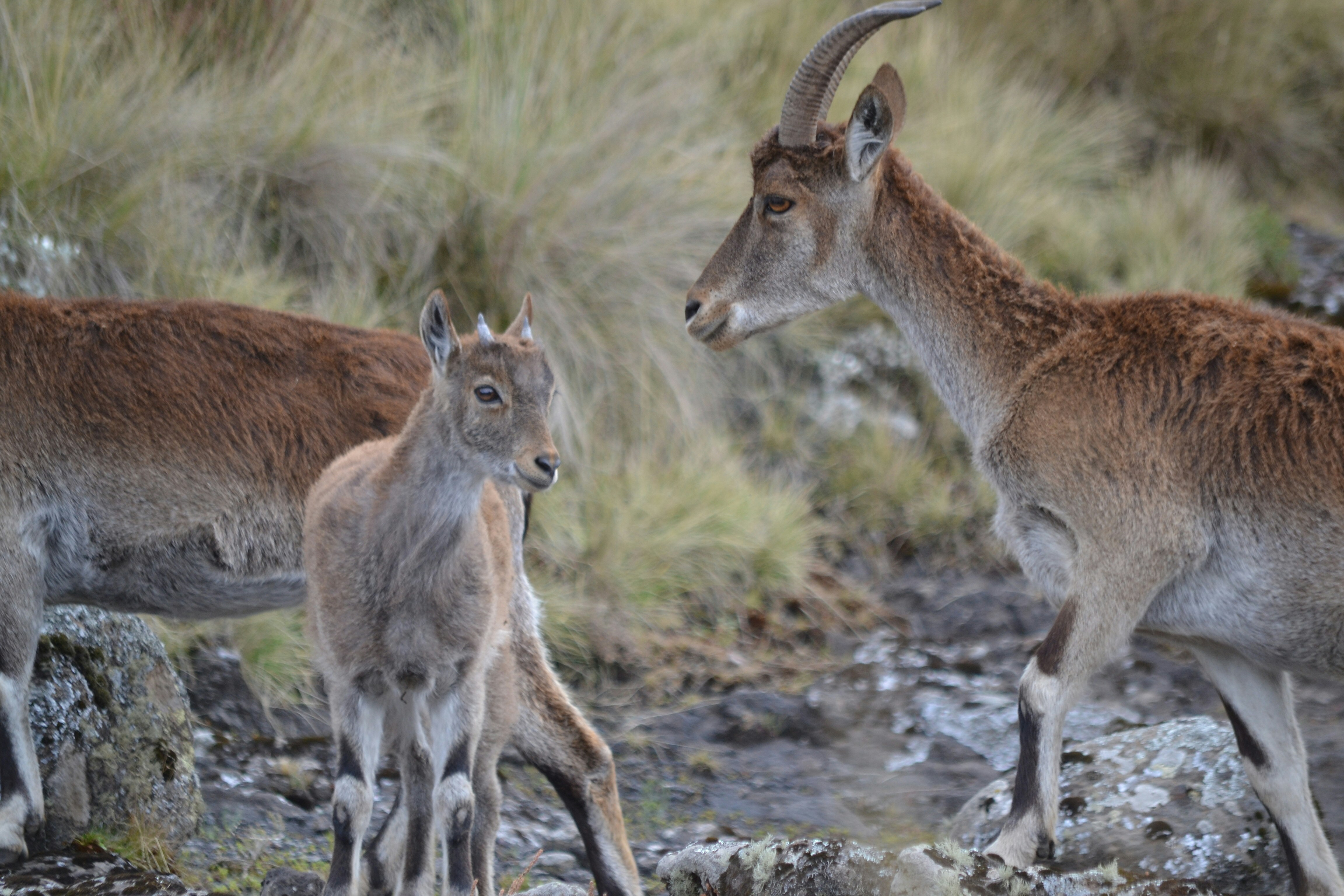 Highland Harmony: Family in the Grasslands