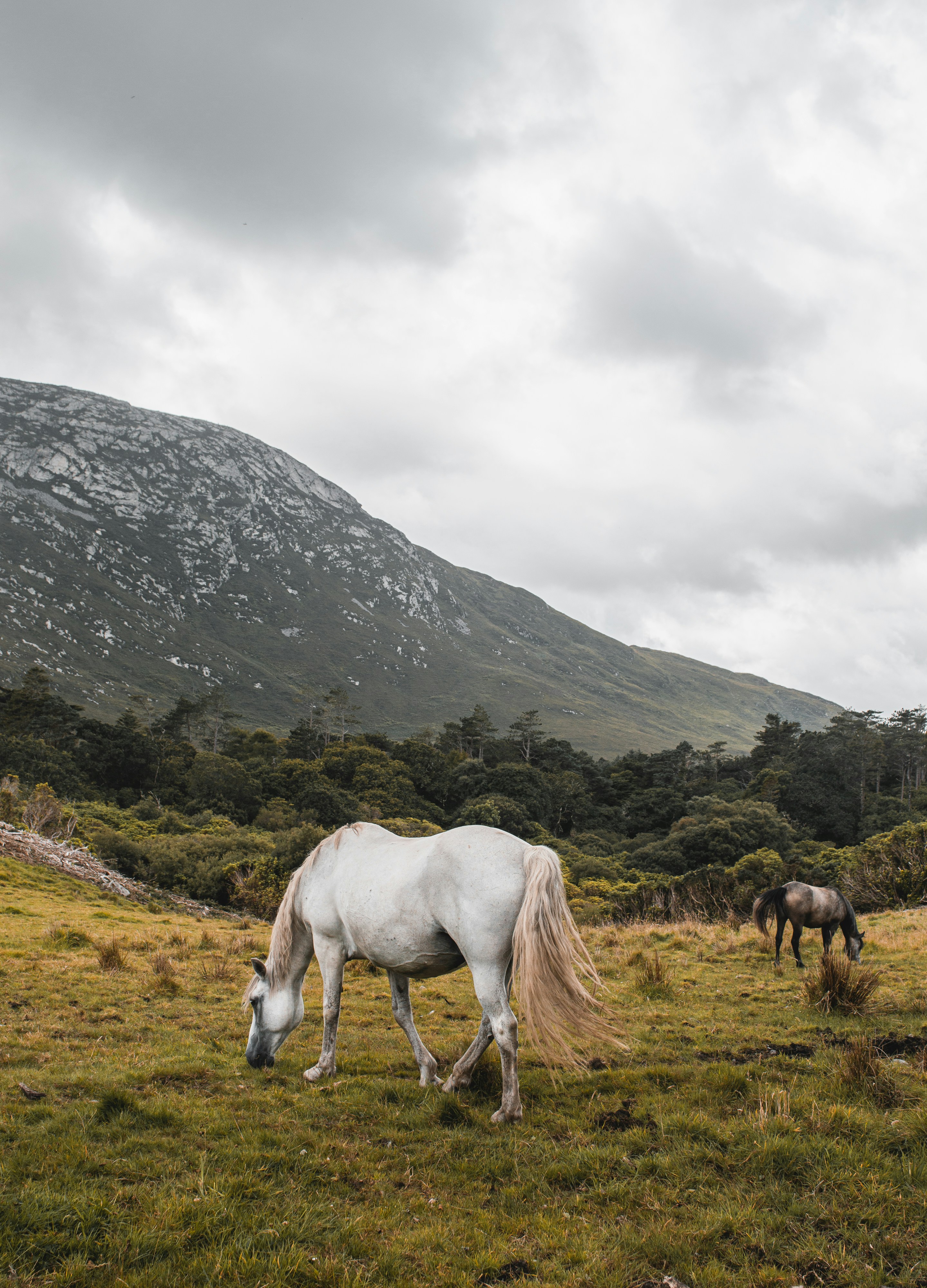 Un cavallo bianco che pascola in un campo con montagne sullo sfondo ...
