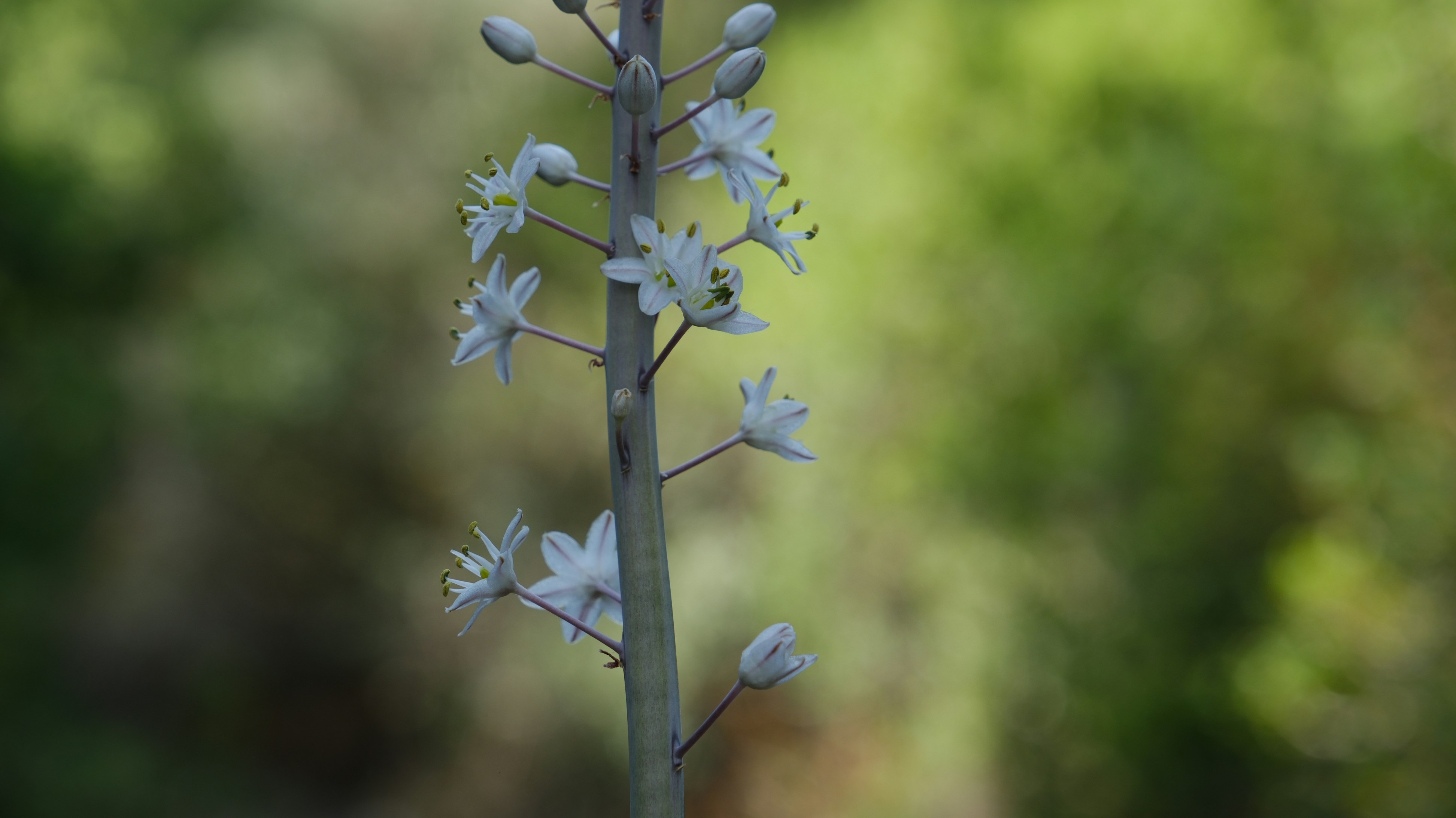 White Starflowers Ascend a Narrow Stem in Soft Forest Bokeh