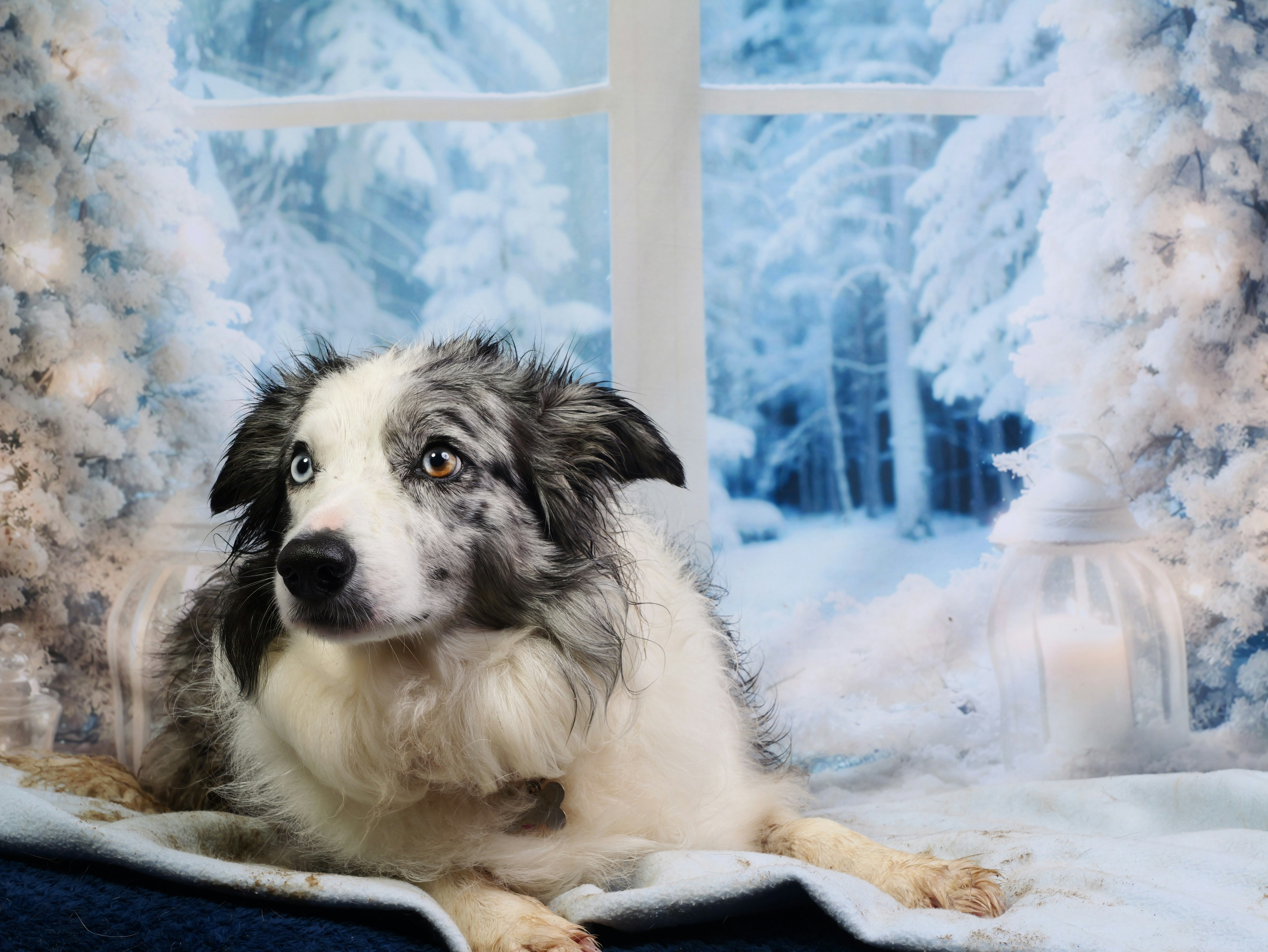 A dog sitting on a blanket in front of a window photo – Free Dog Image ...