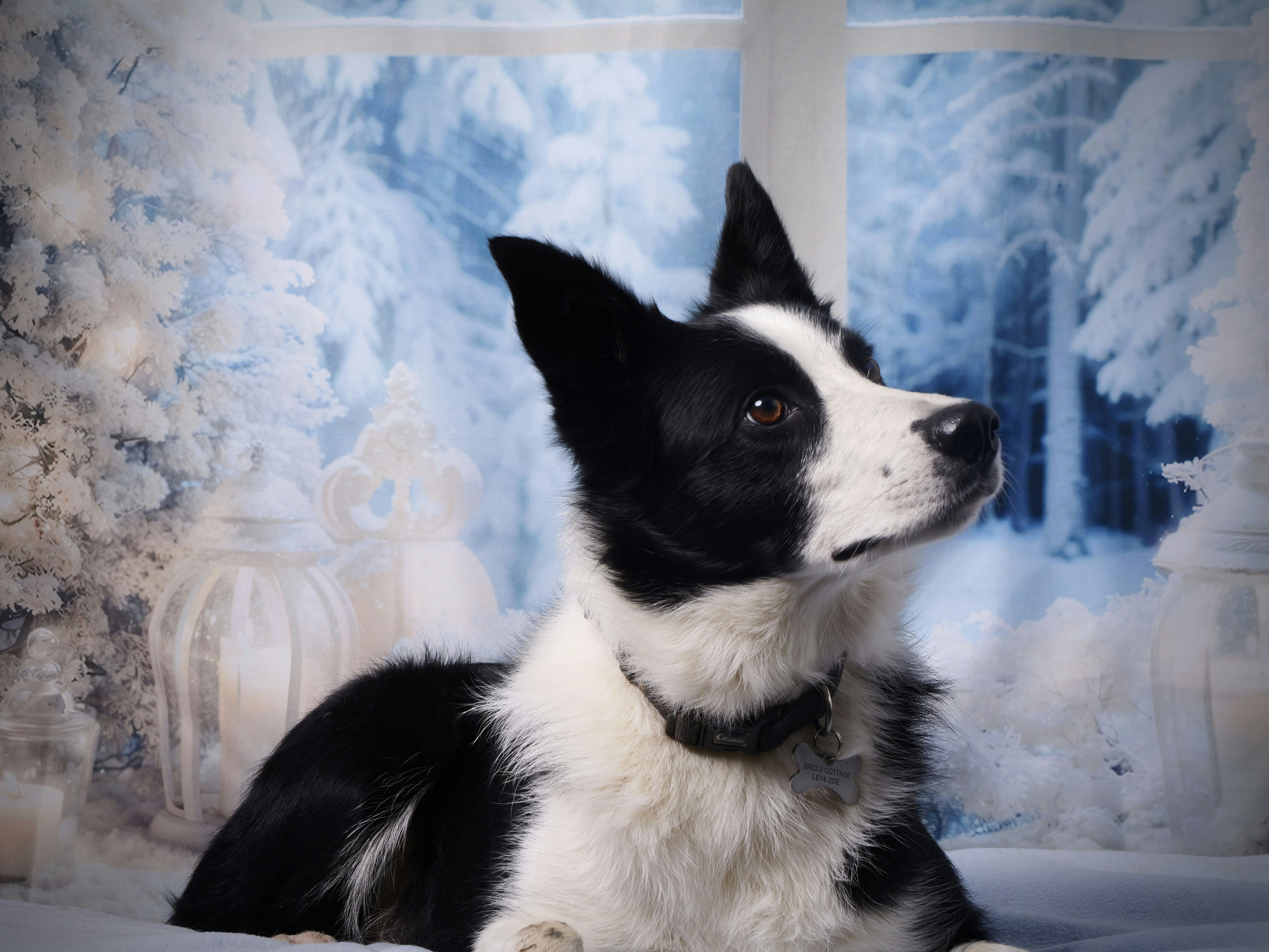 Foto Un perro blanco y negro sentado frente a una ventana – Imagen ...