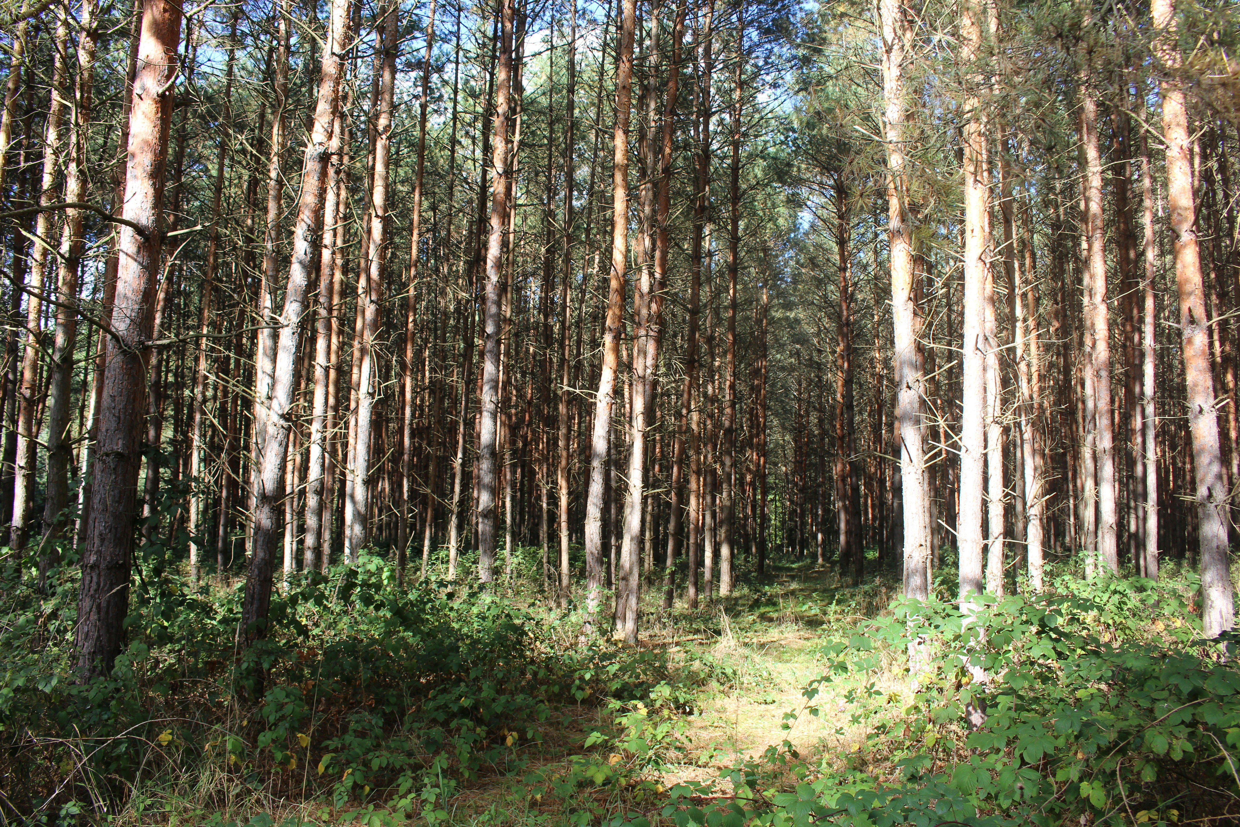 Dappled Avenue: Sunlit Pines Guiding a Quiet Forest Path