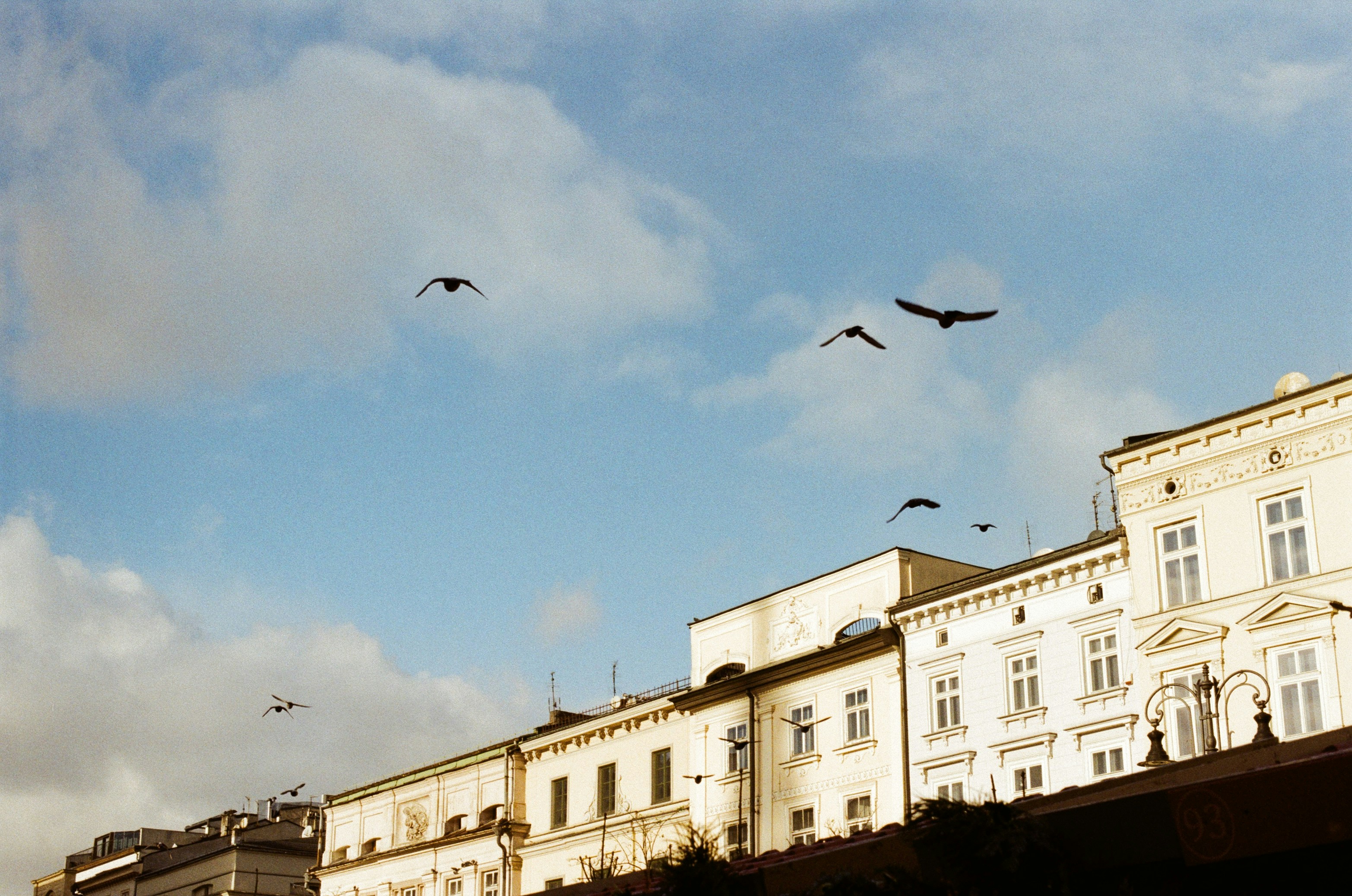 A flock of birds flying over a building photo – Free Kraków Image on ...
