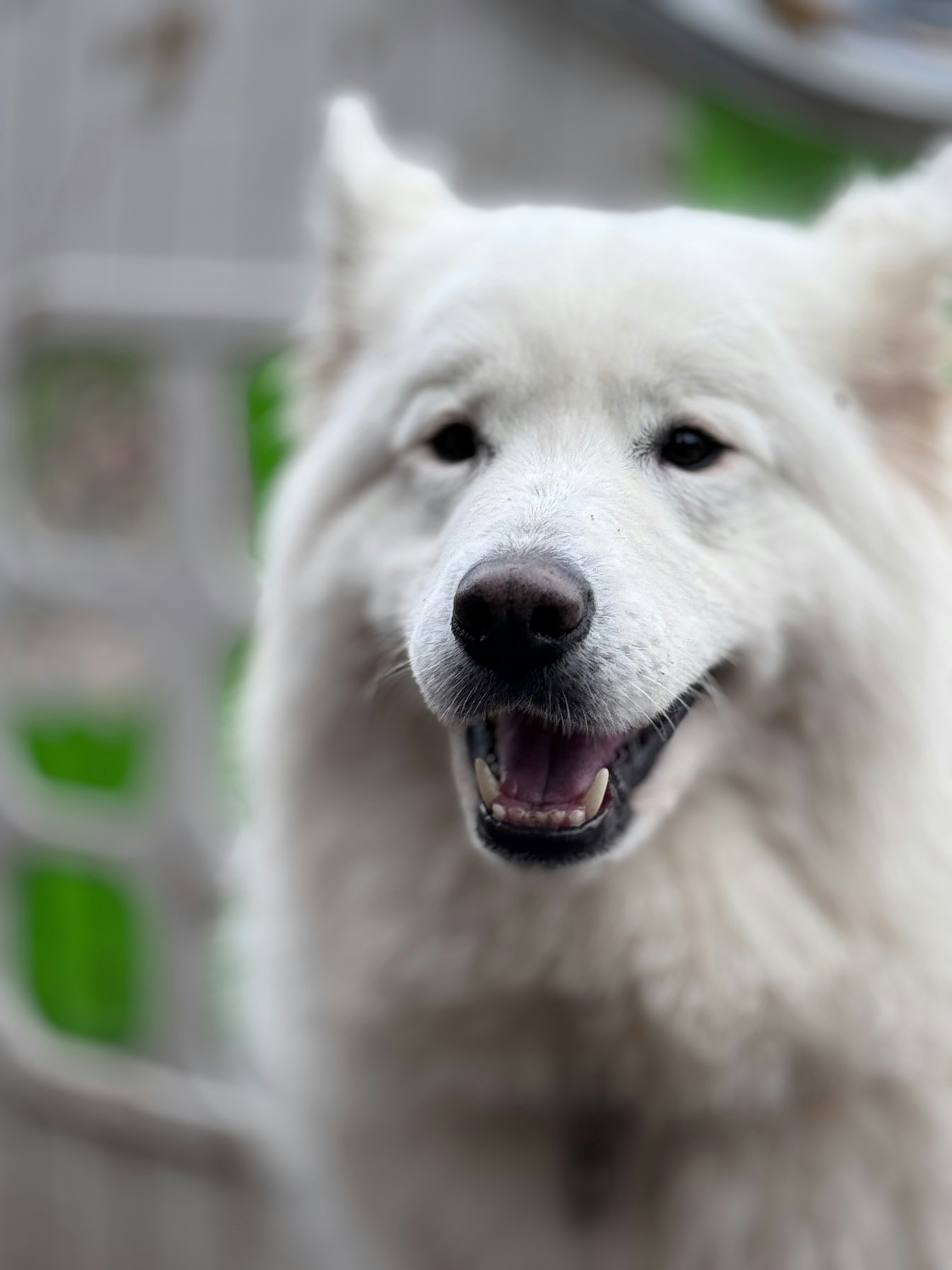 Foto Un primer plano de un perro blanco con la boca abierta – Imagen ...