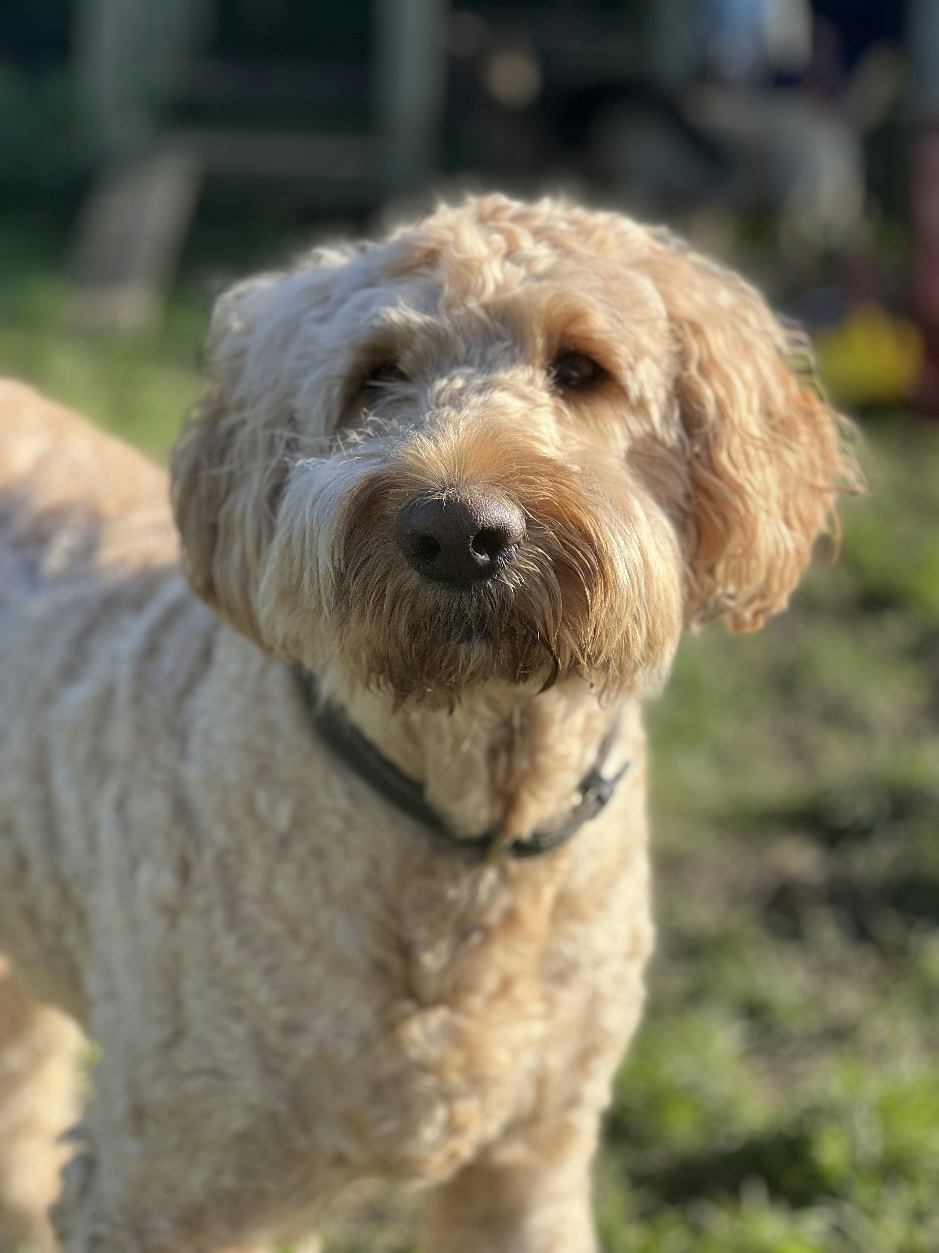 A close up of a dog on a field of grass photo – Free Mammal Image on ...
