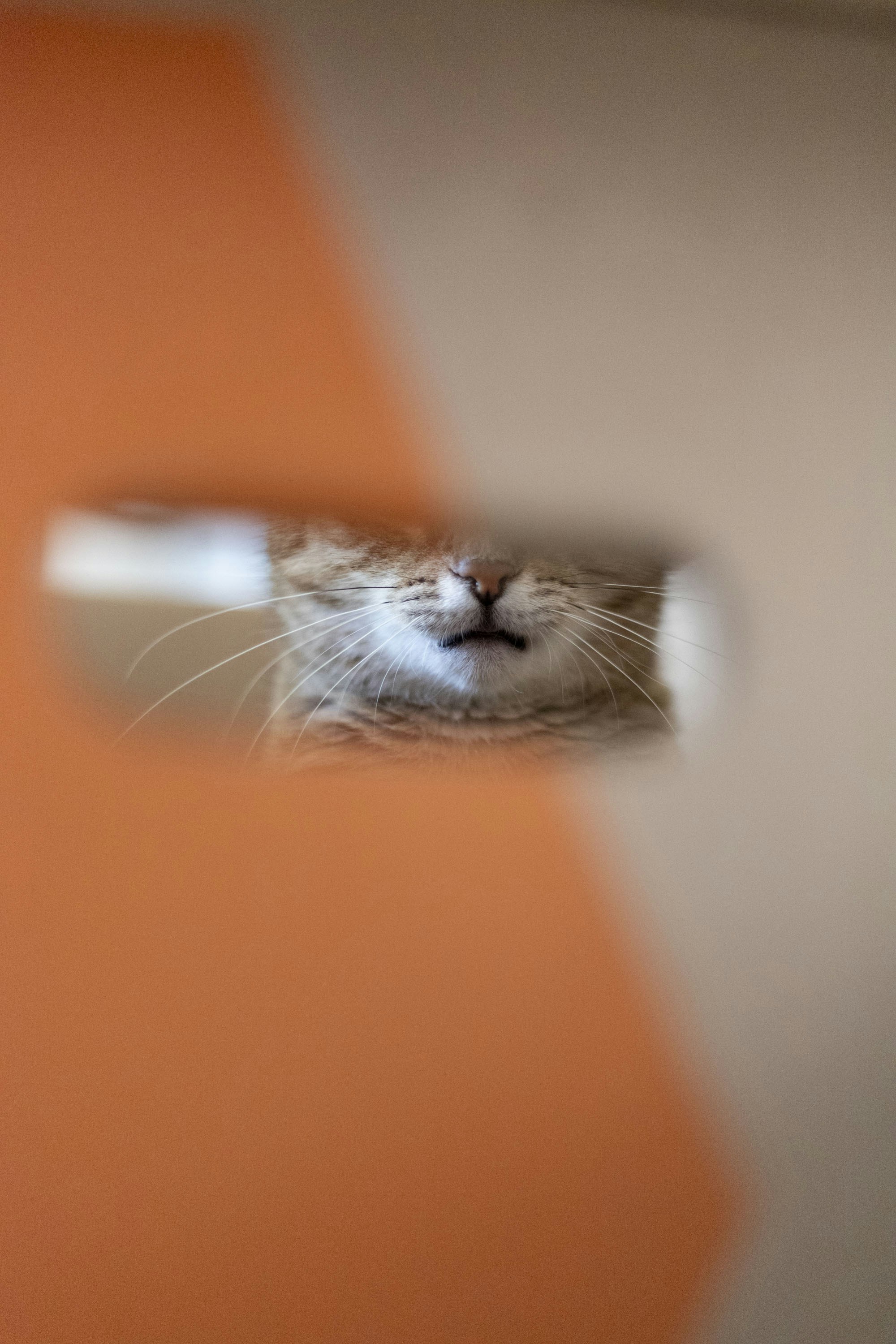 Whiskered Snippet: A Cat’s Quiet Snout through a Tiny Portal