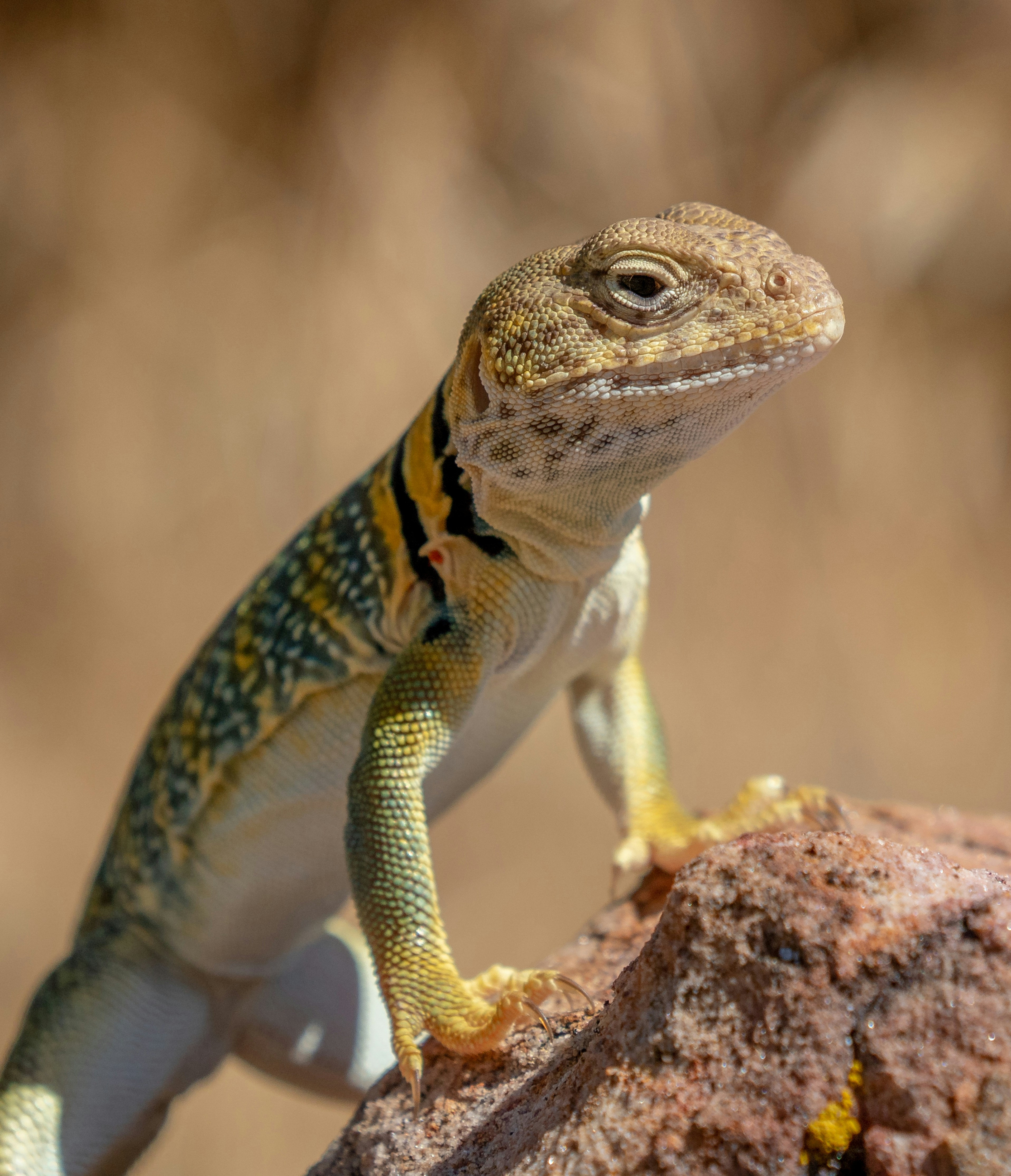 Desert Lizard Sentinel: Sharp Focus on the Gaze