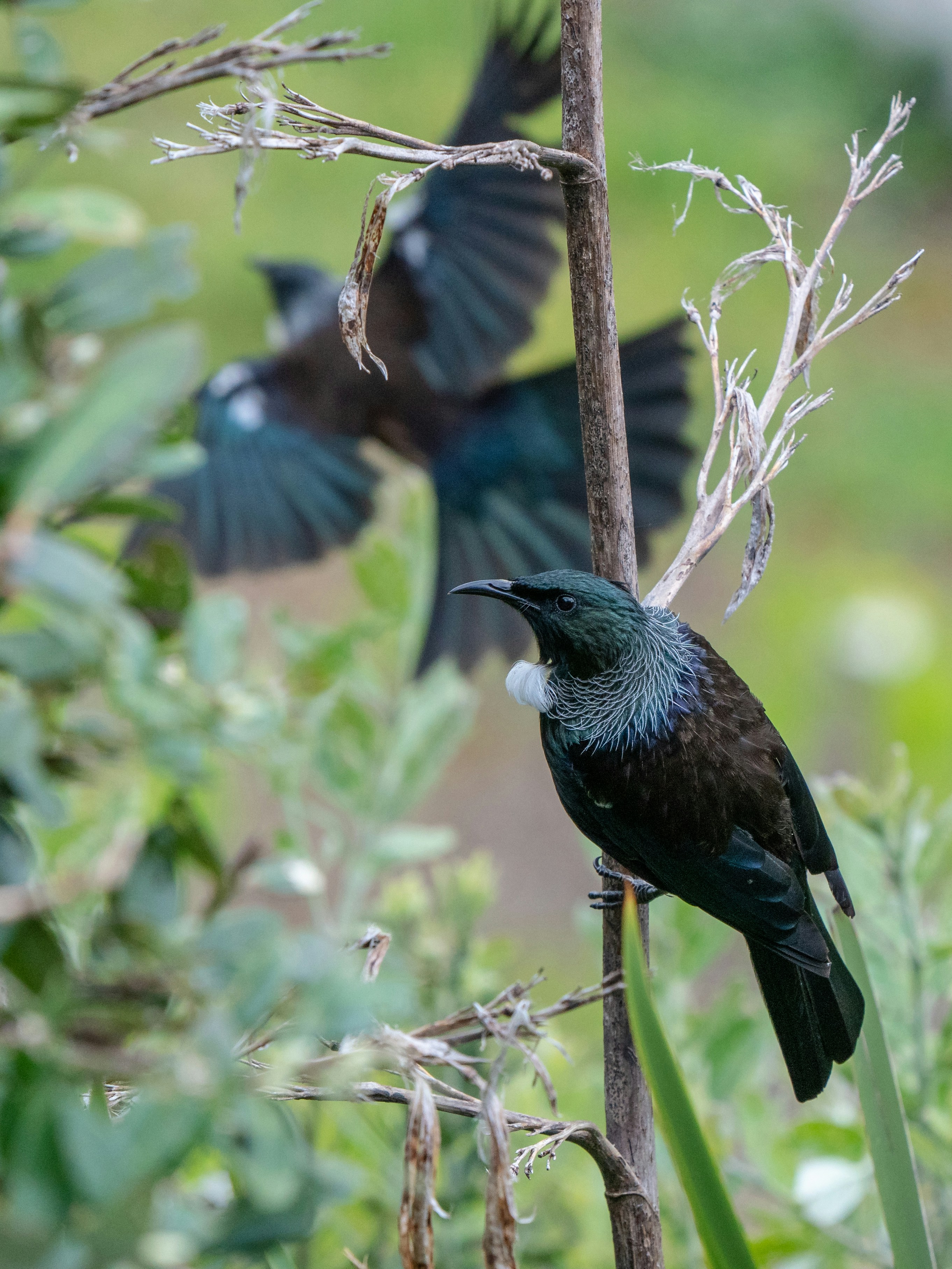 Photo by Bob Brewer with Sony Alpha 9