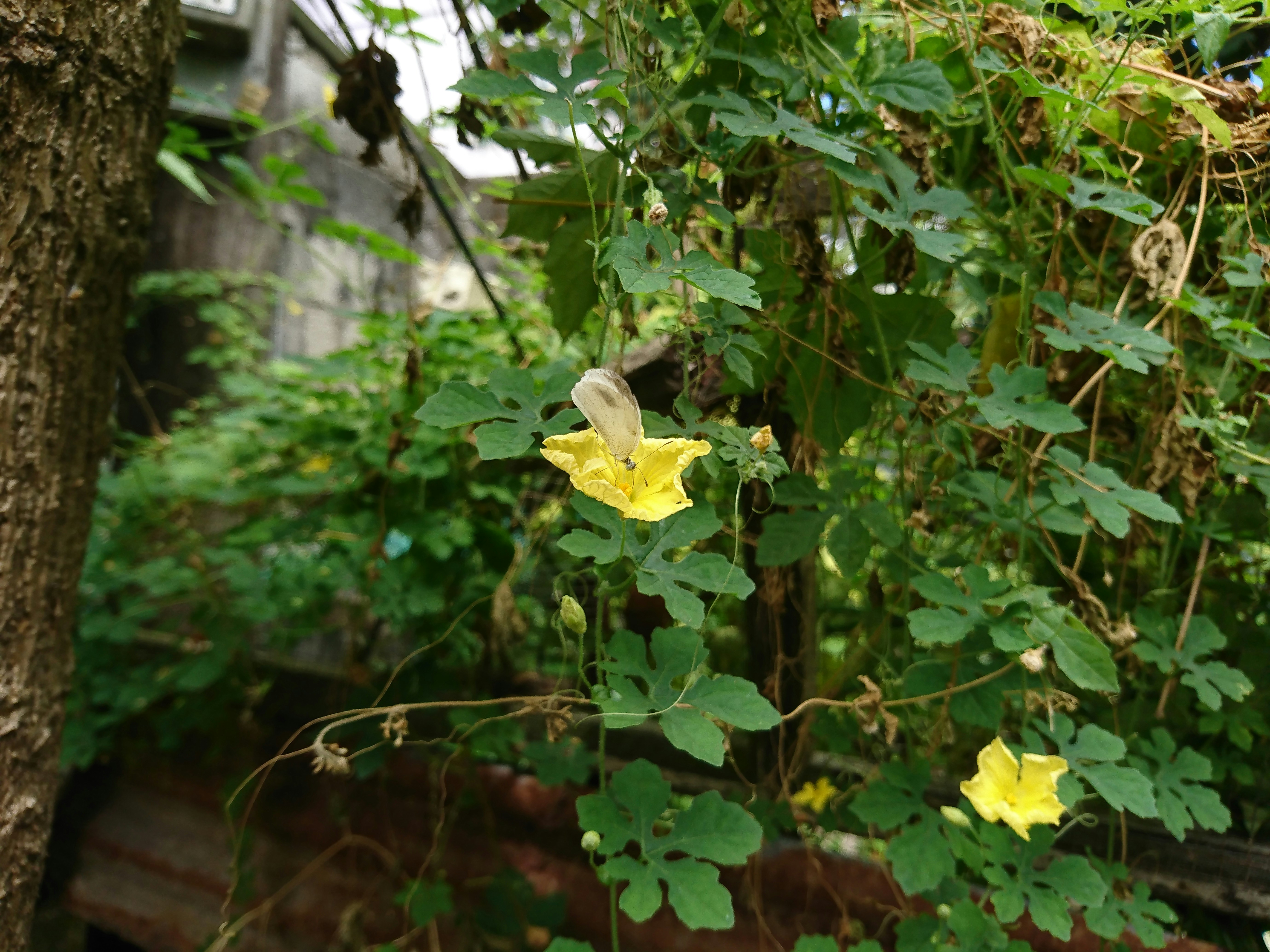 Bright yellow trumpet flowers climb through dense green foliage along a weathered wooden fence, creating a calm garden vignette.