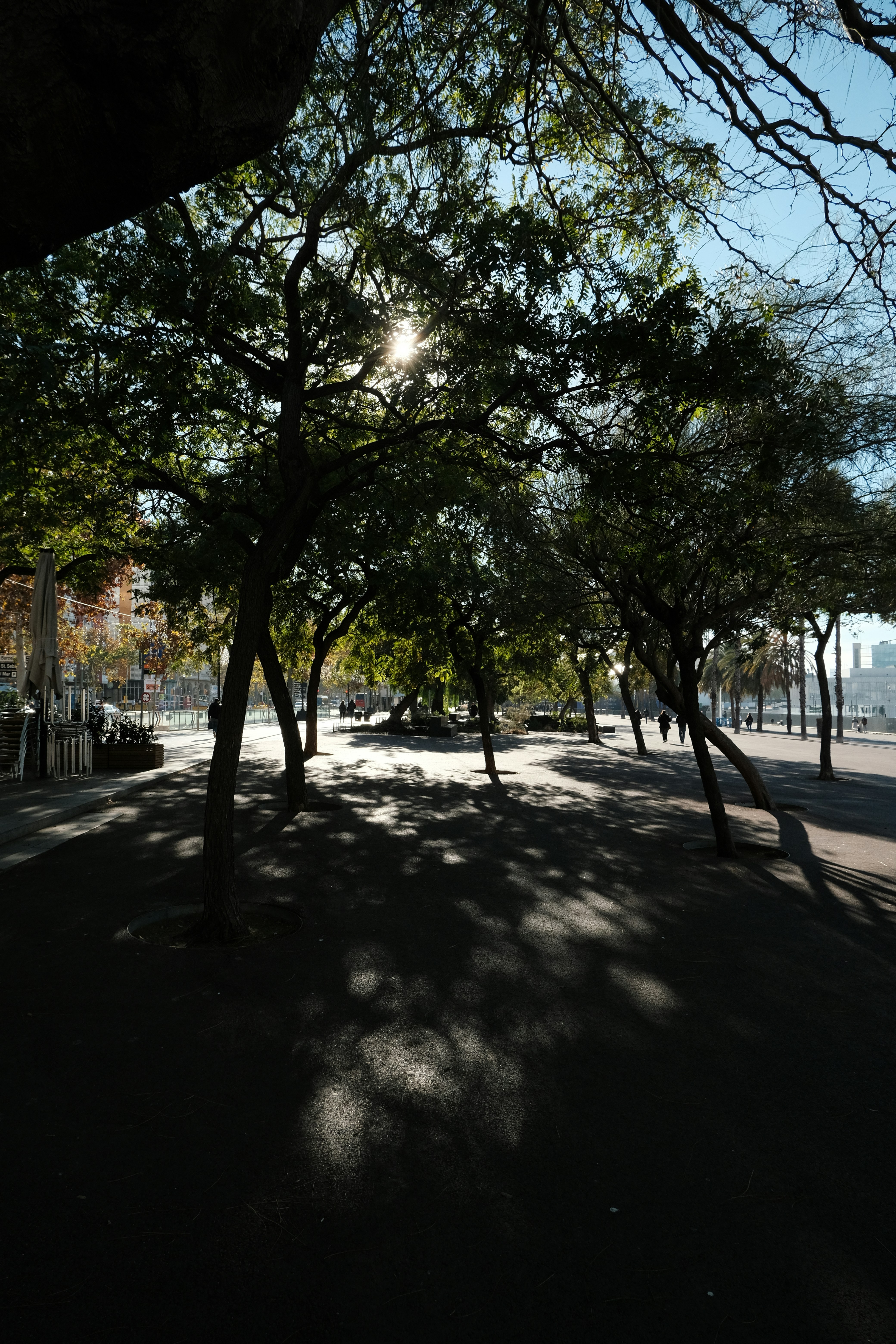 Sunlit canopy over a shadowed plaza