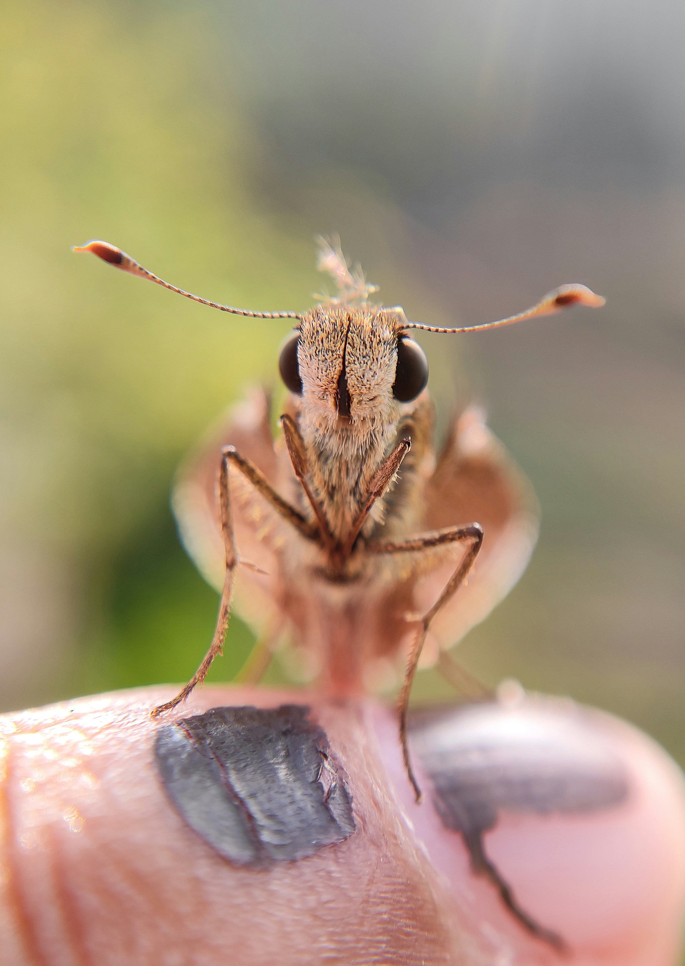 Macro Stare: close-up of a tiny moth perched on a fingertip