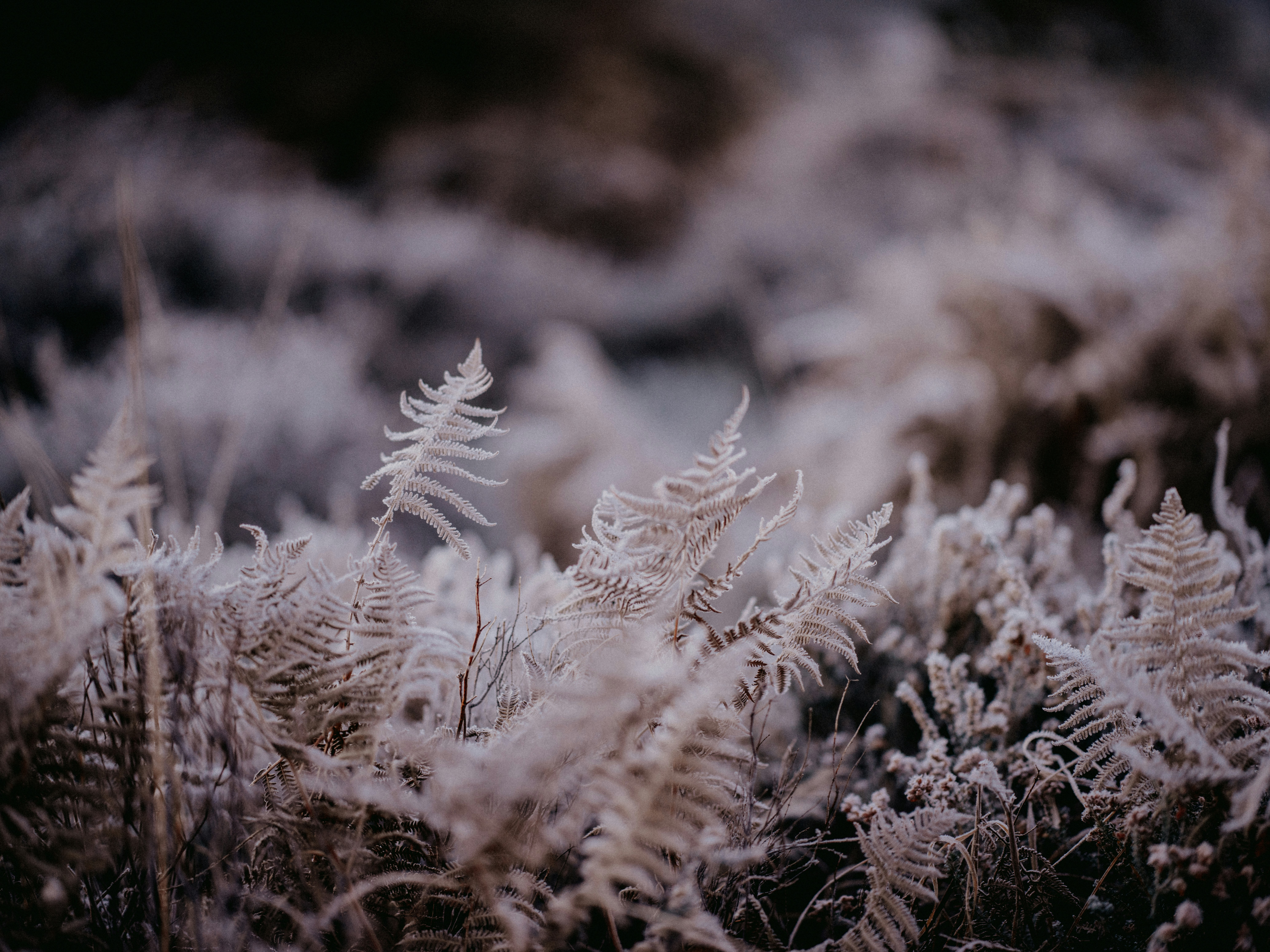 A close up of a plant with frost on it photo – Free Cold Image on Unsplash