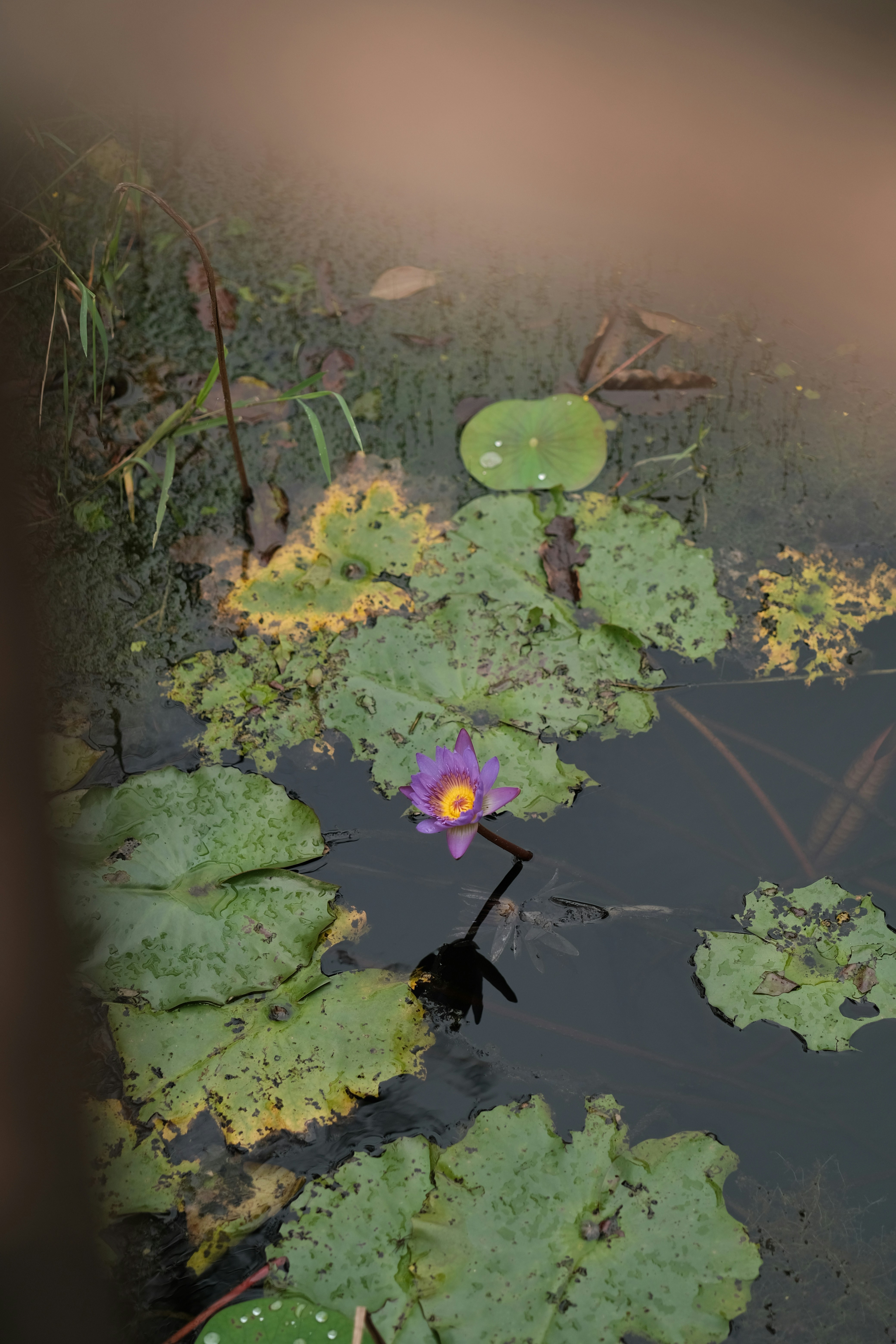 Purple Jewel Among Green Pads: A Quiet Pond Moment