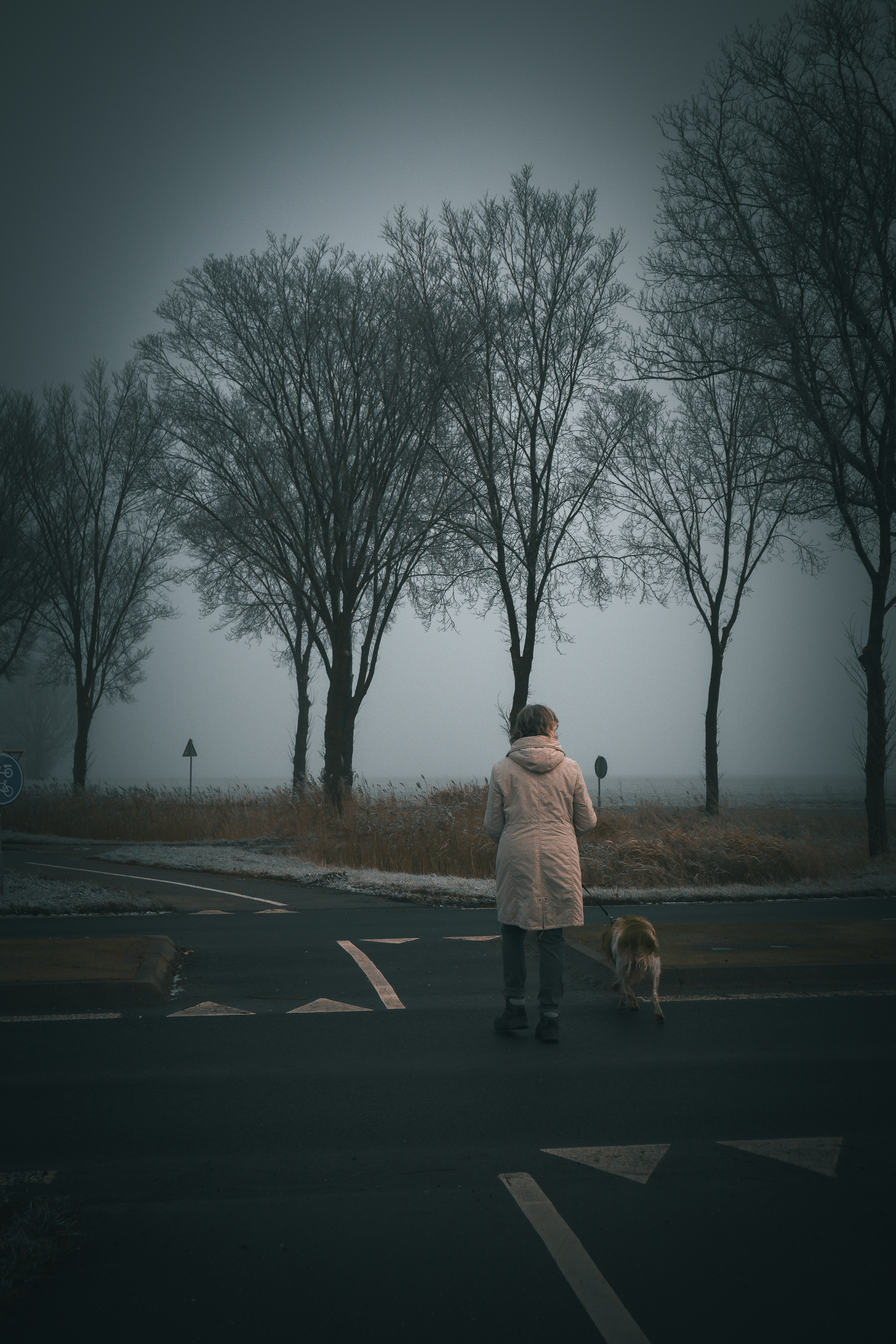 Midwinter Crossing: A Quiet Pause at the Fog-Blue Crosswalk
