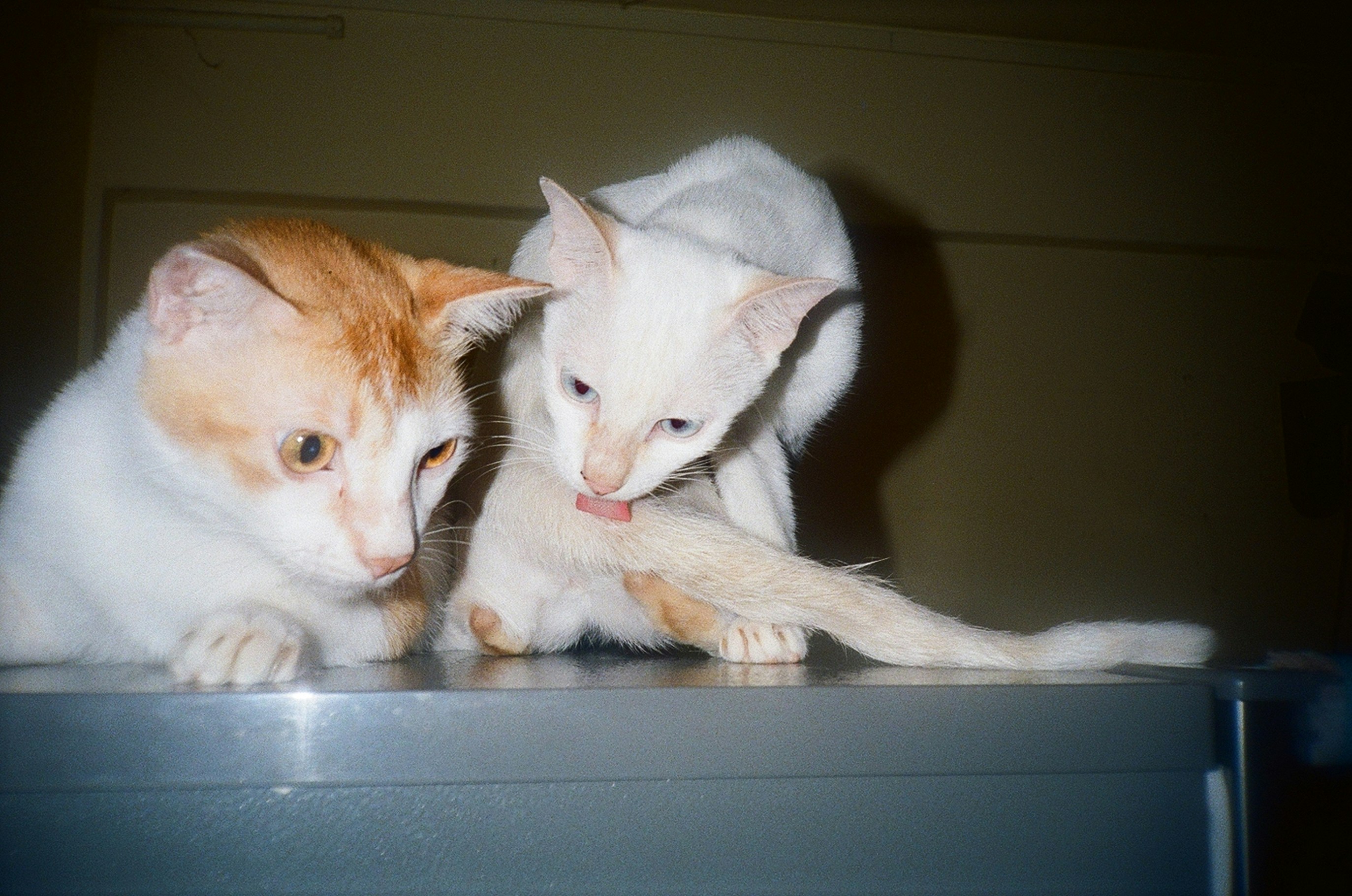 Curious Orange and White Cat Duo Share a Quiet Moment