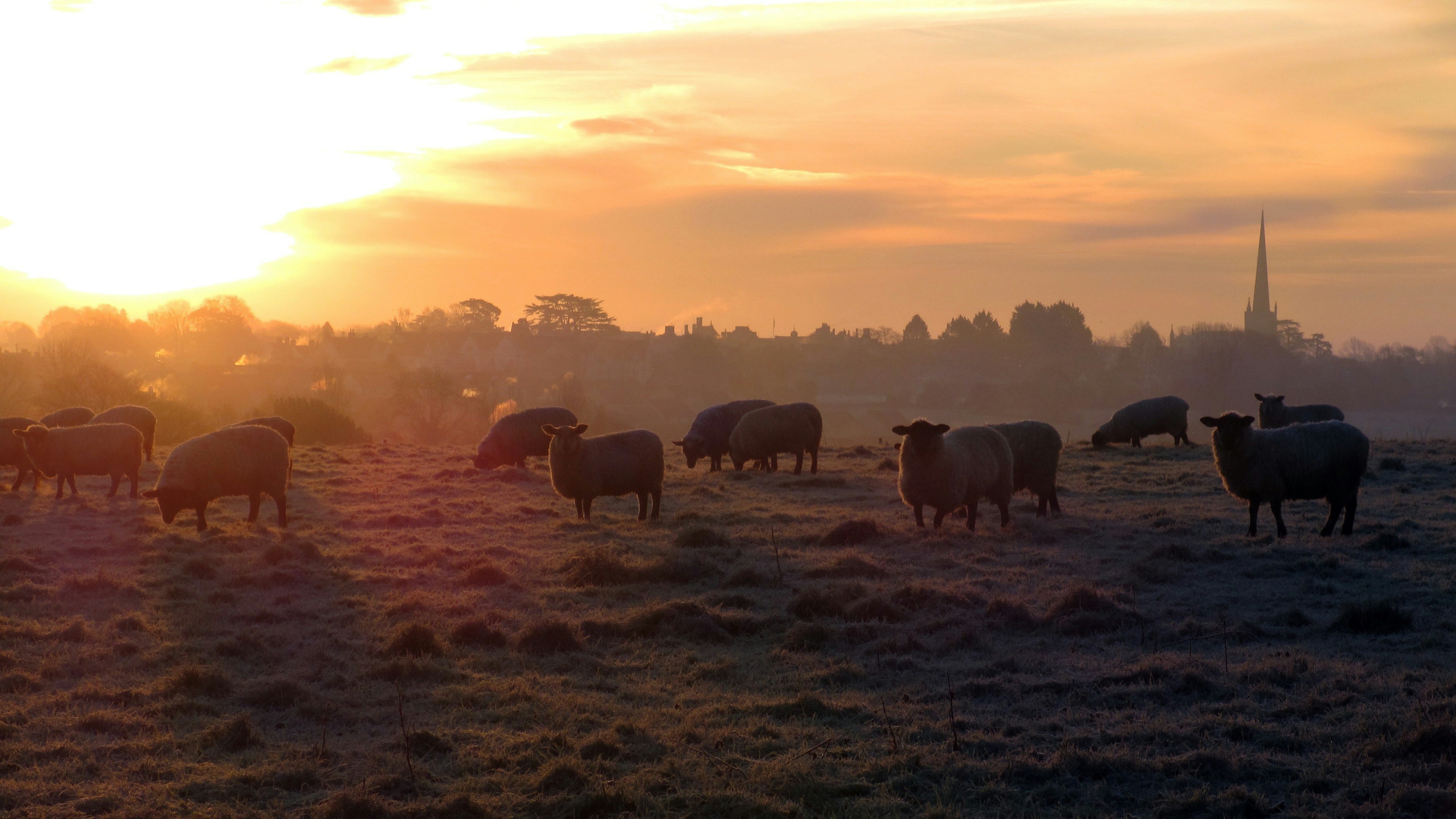 Landscape photograph of cattle grazing at dawn, with a warm sun and a distant church spire on the horizon.