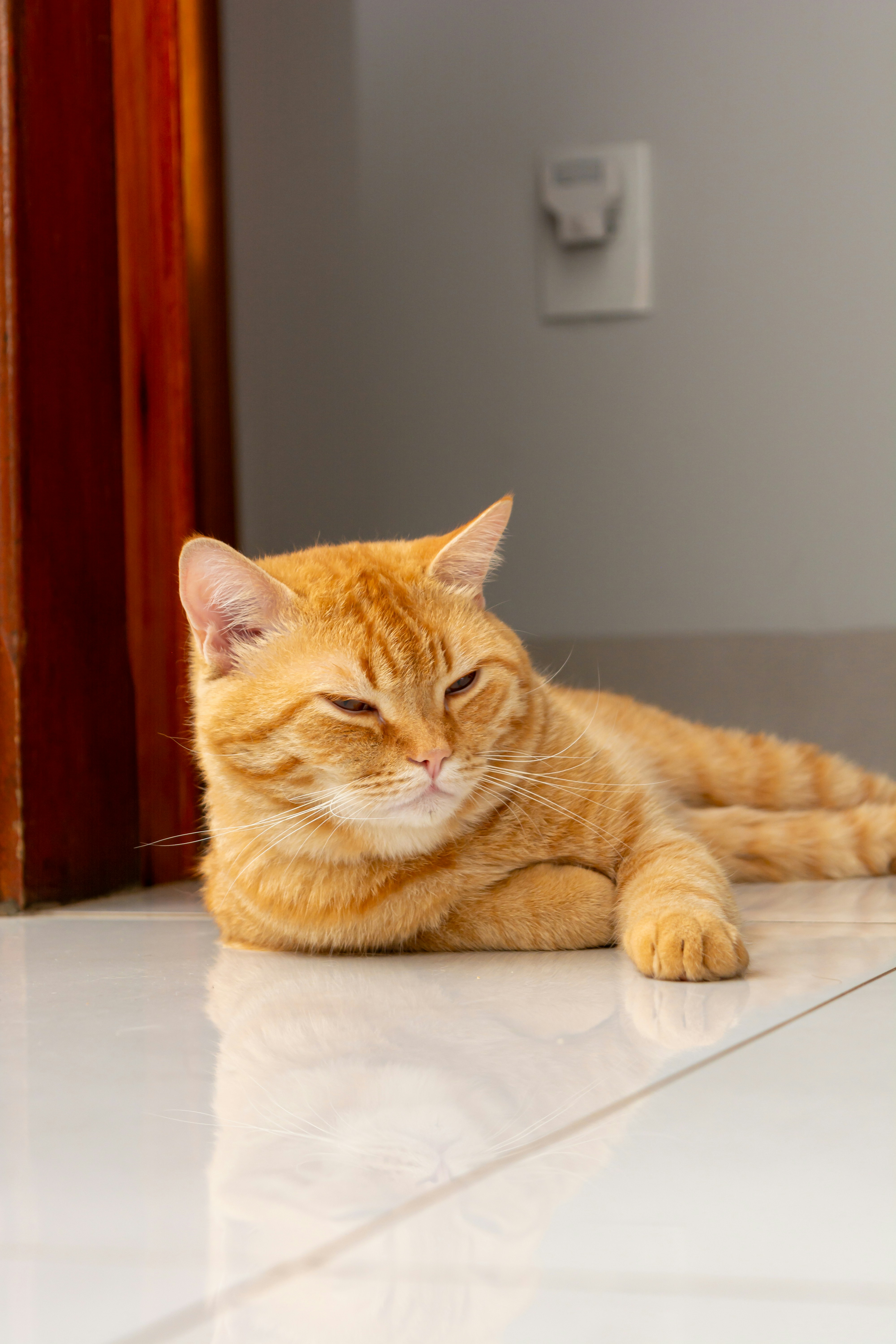 Orange Tabby Lounges in Sunny Hallway