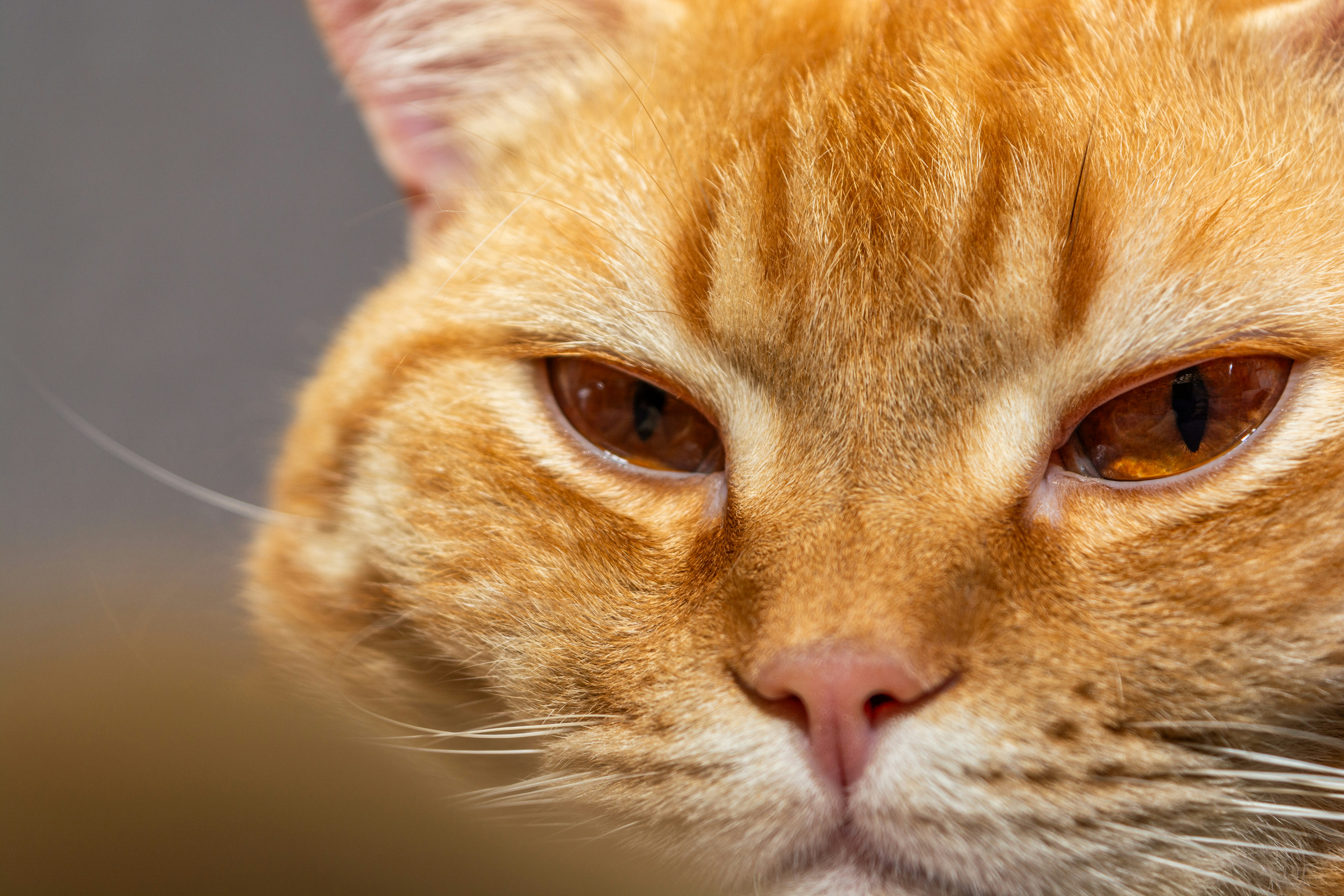 A close up of an orange cat's face photo – Free Cat Image on Unsplash