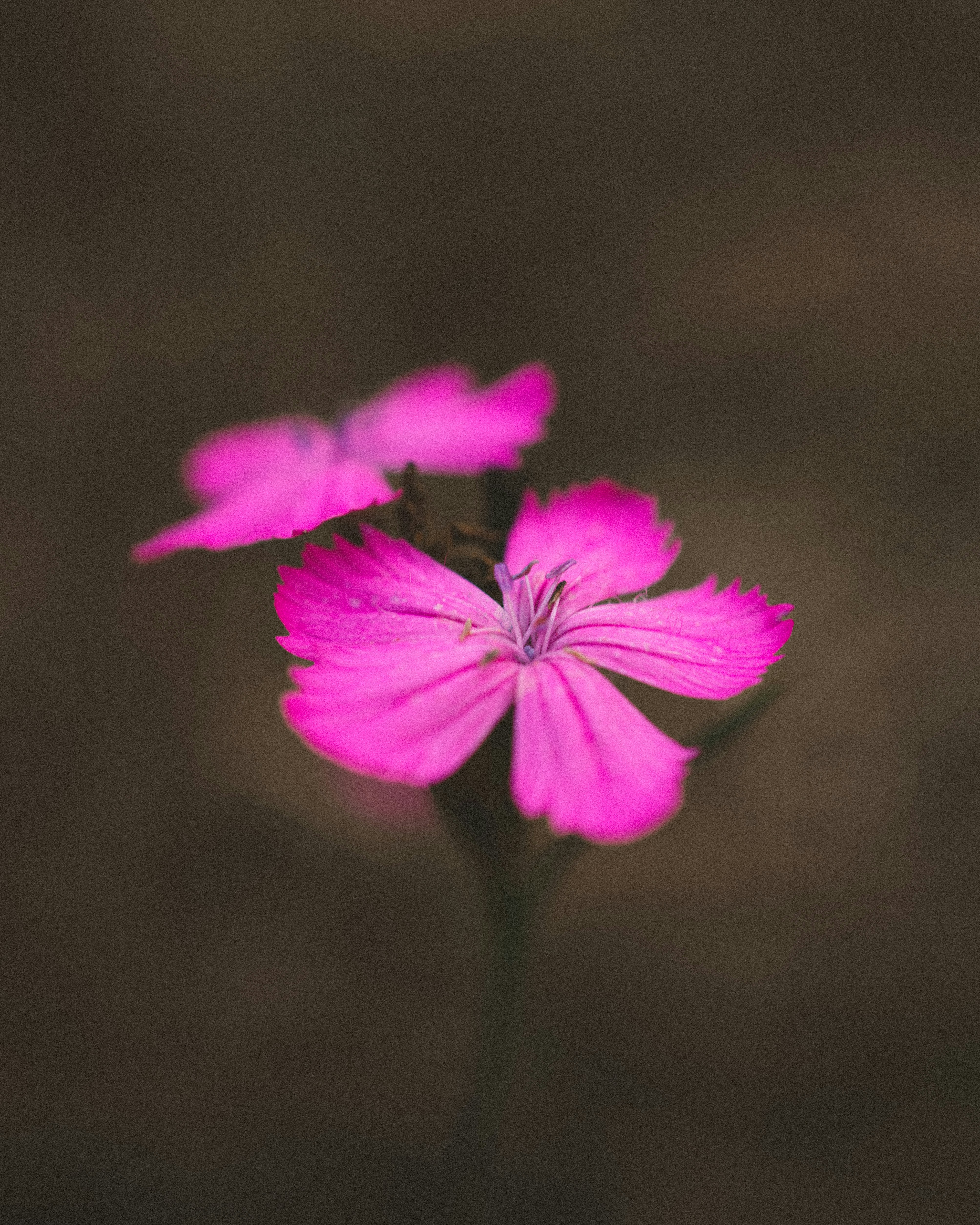 Pink Dianthus in Velvet Bokeh