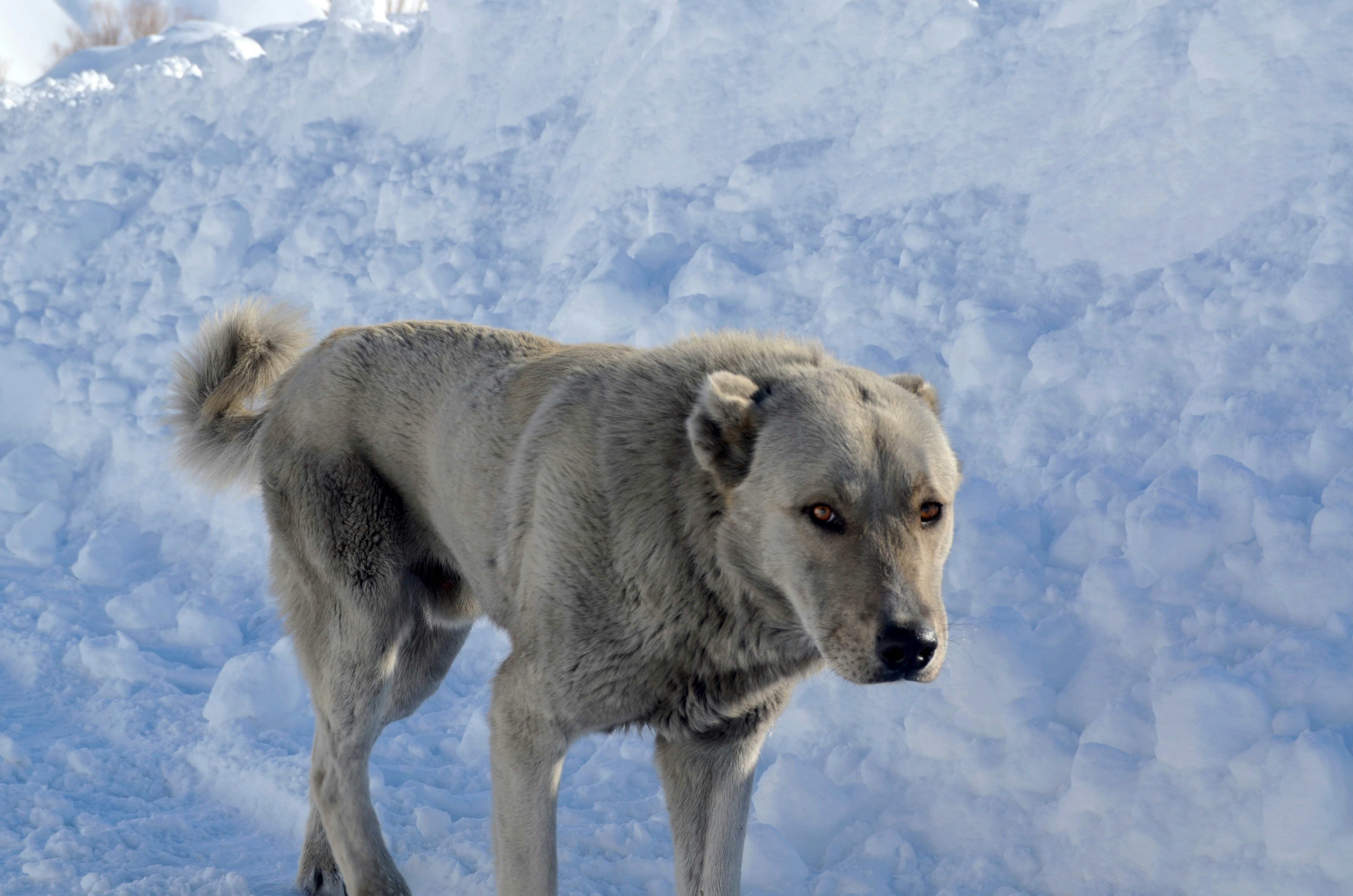 A large gray dog standing in the snow photo – Free Pet Image on Unsplash