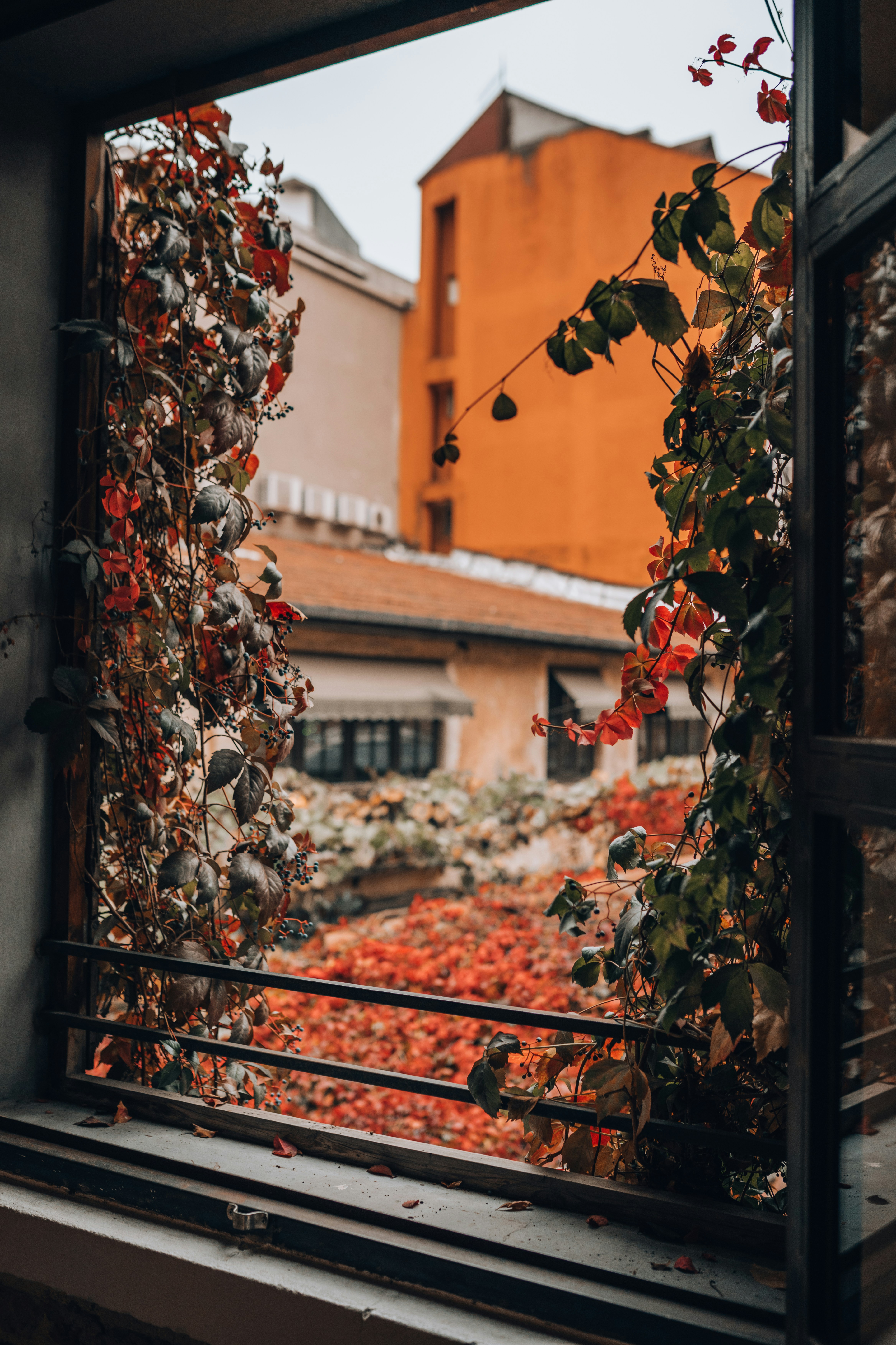 Window-frame Autumn: an orange courtyard peeks through climbing vines