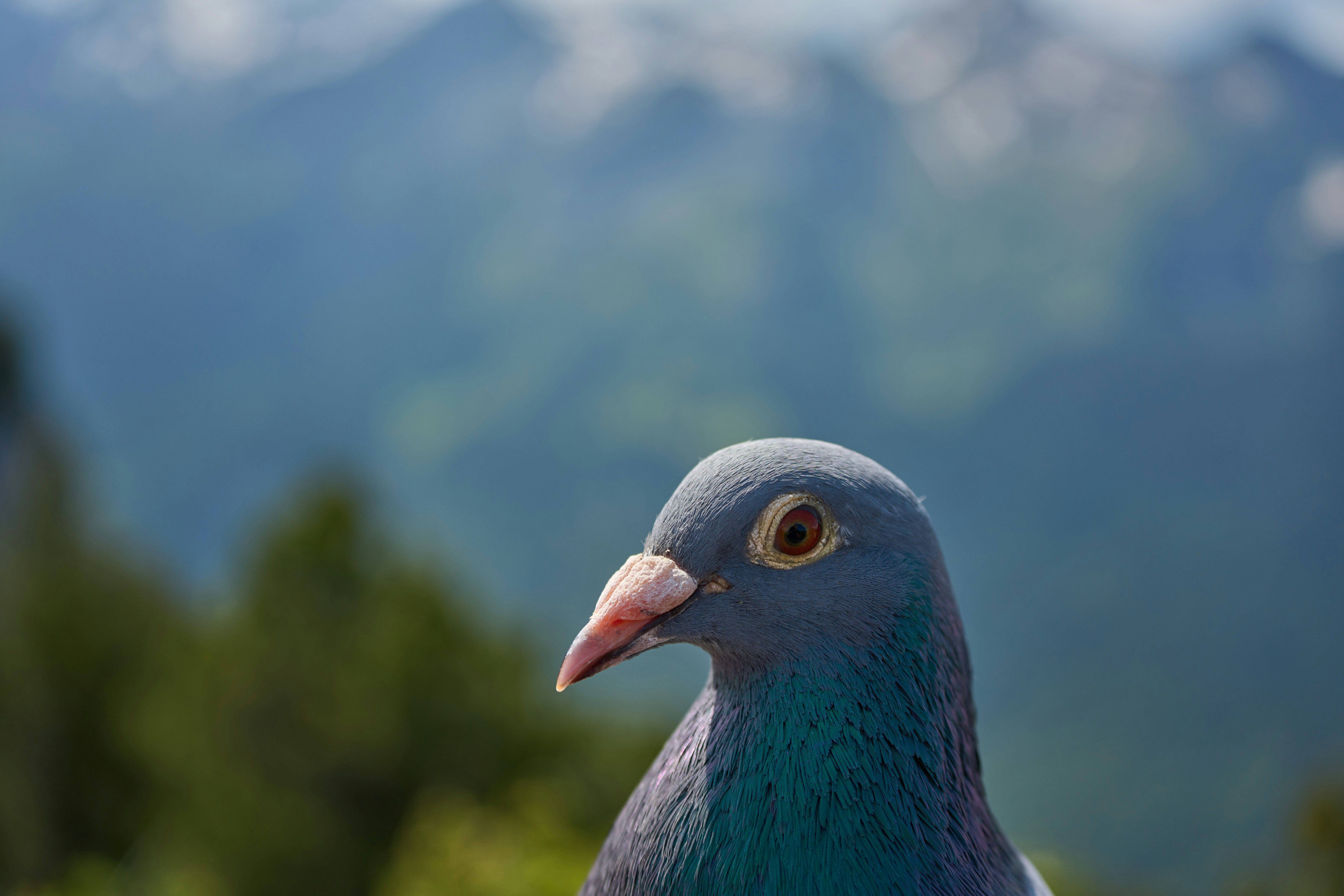 Azure Beak Against the Alpine Backdrop: A Pigeon Portrait