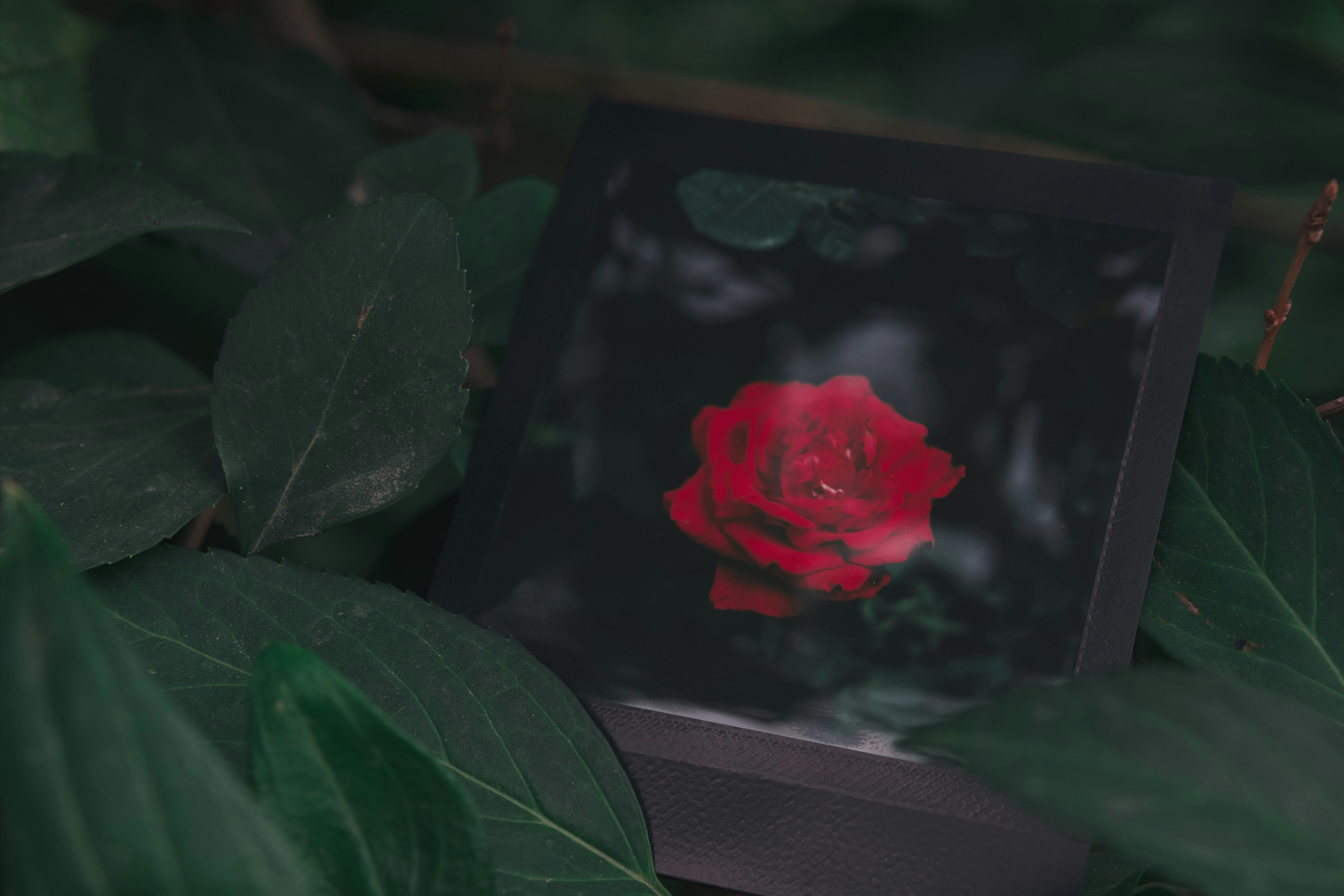Crimson Within the Frame: a lone rose peeks through emerald hush