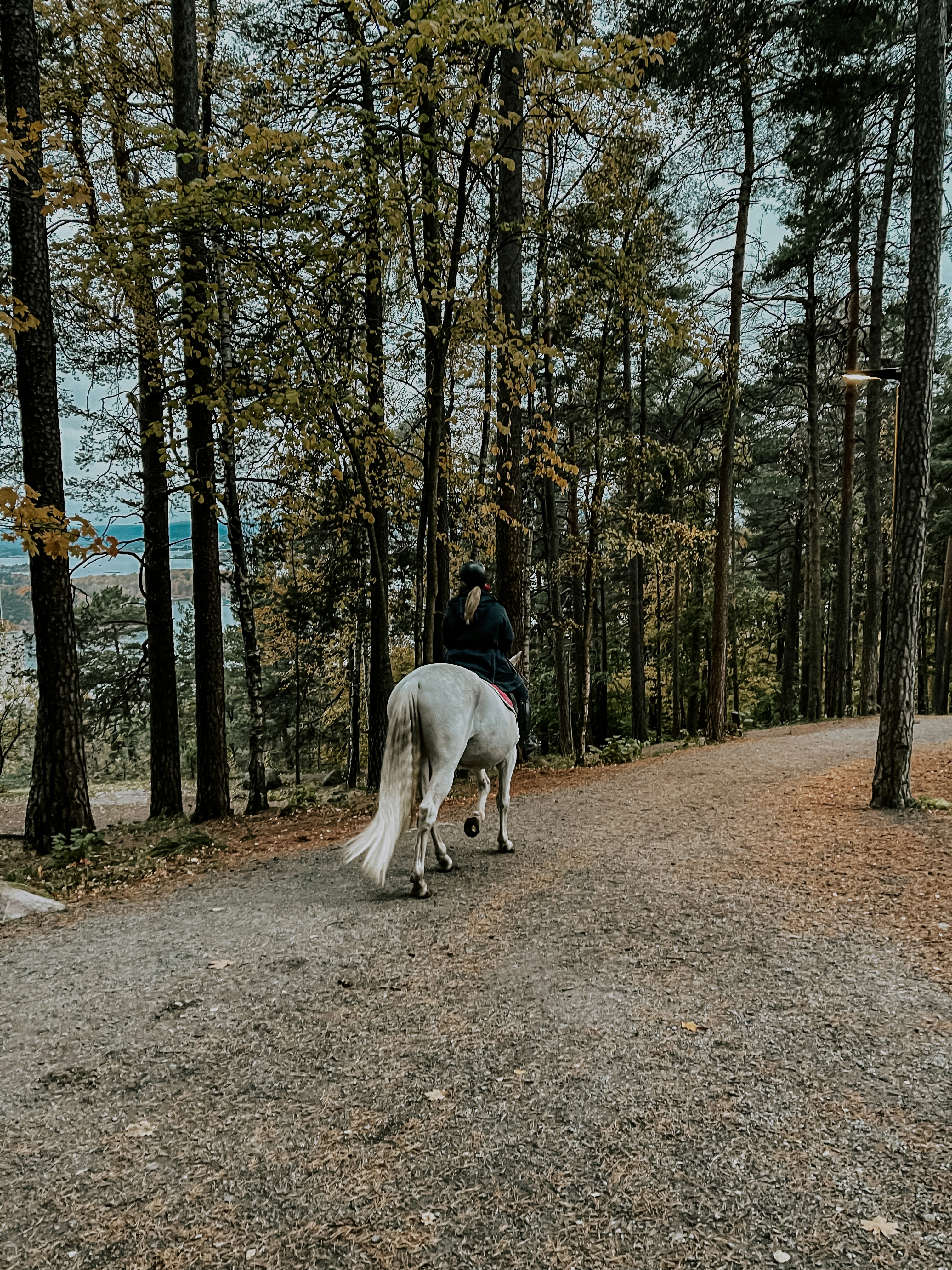 Whispering Pines on a Gravel Trail: Rider and White Mare Head Into Autumn