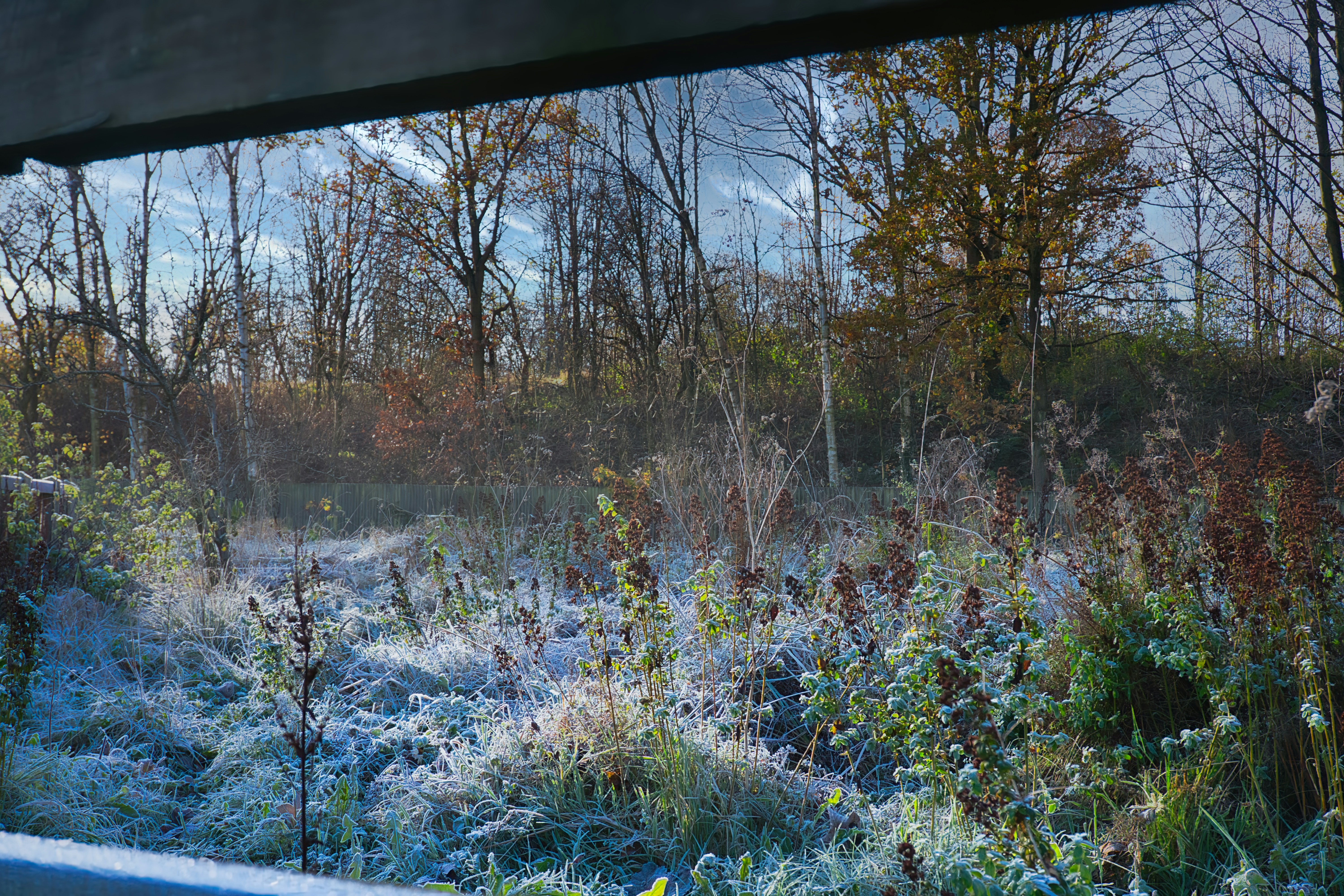 a field covered in frost next to a forest
