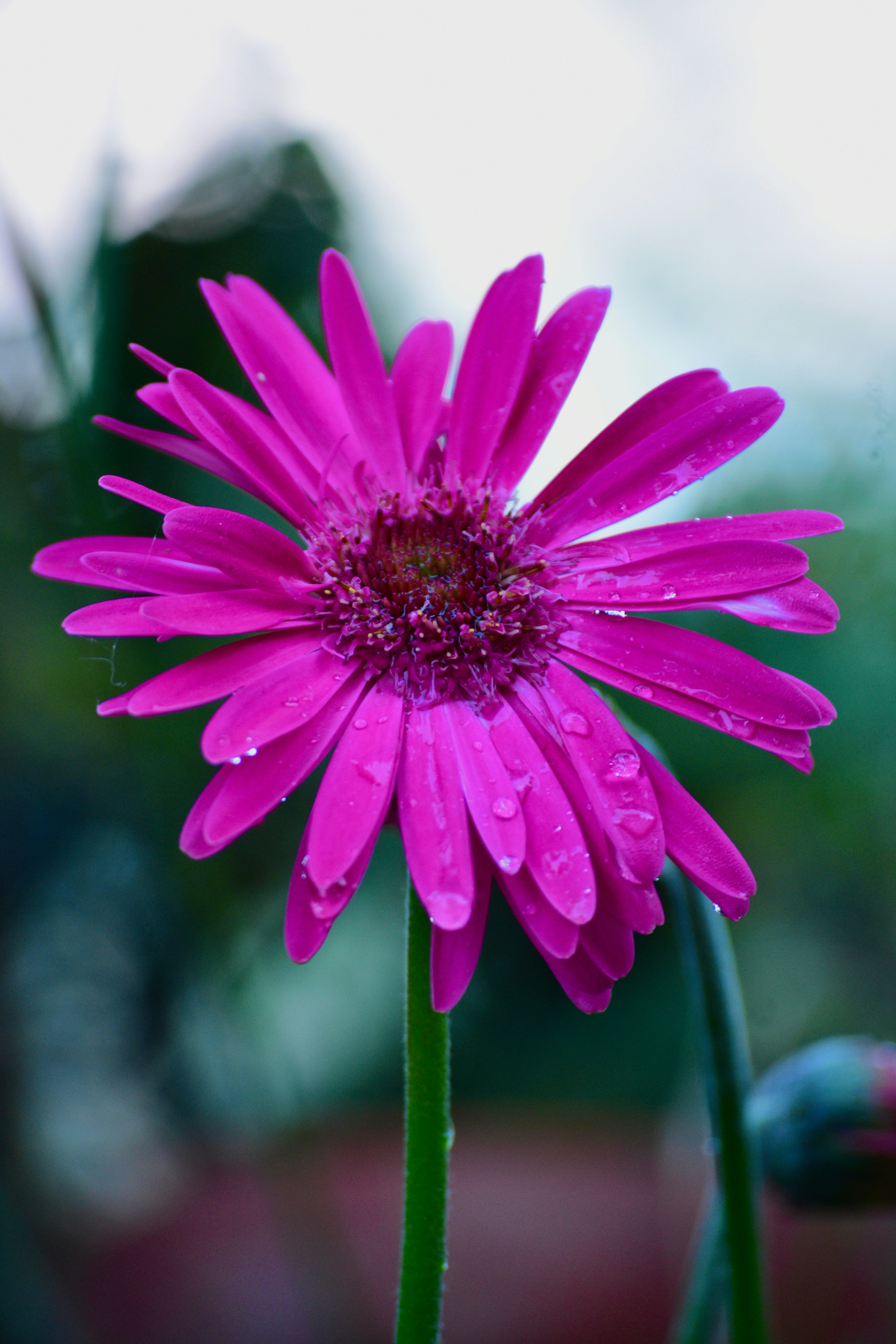 Magenta Bloom: A Droplet-Kissed Flower Gracing a Soft-Blur Backdrop