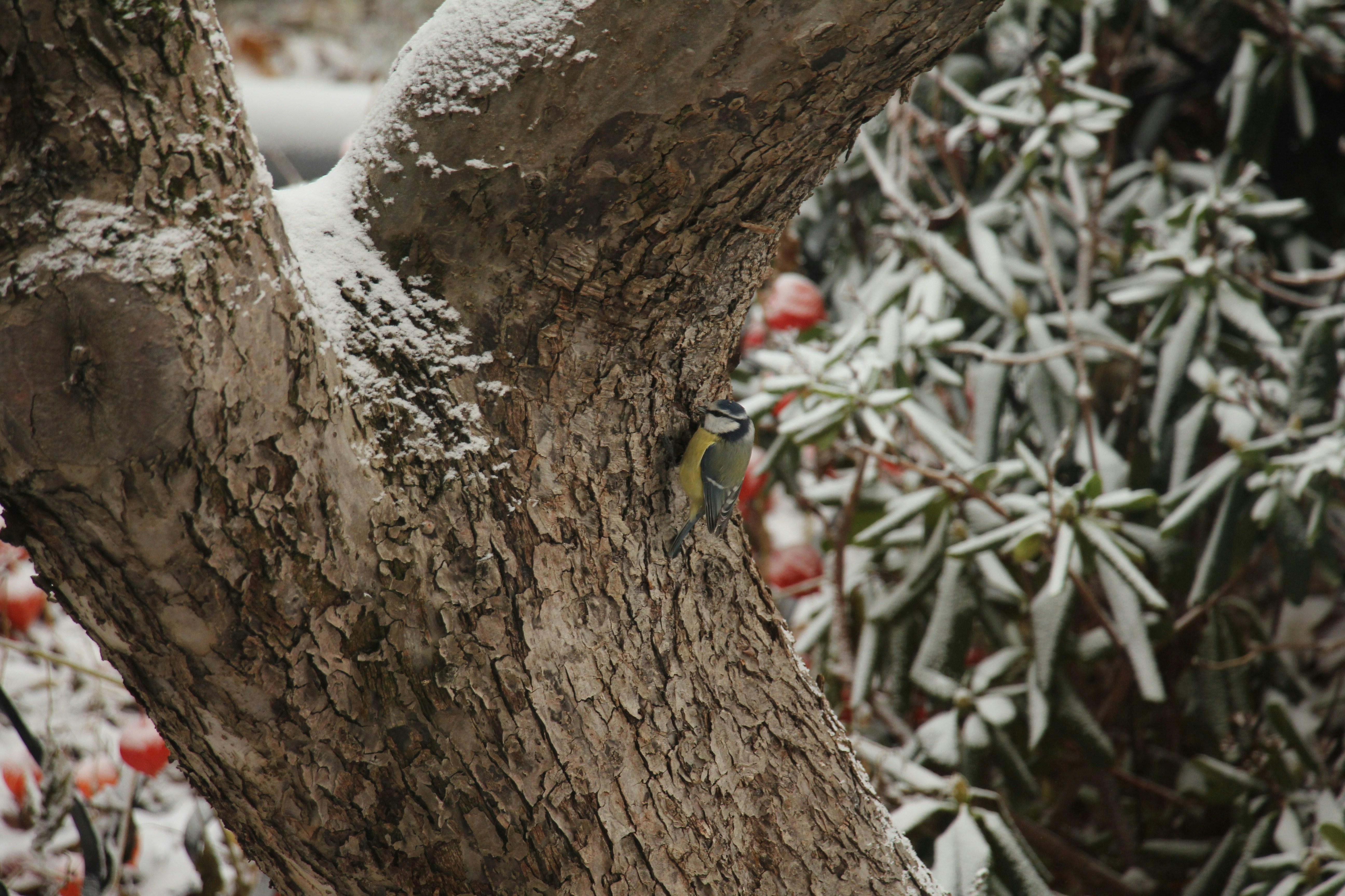 Frost-kissed Trunk and a Tiny Yellow Bird: A Winter Moment