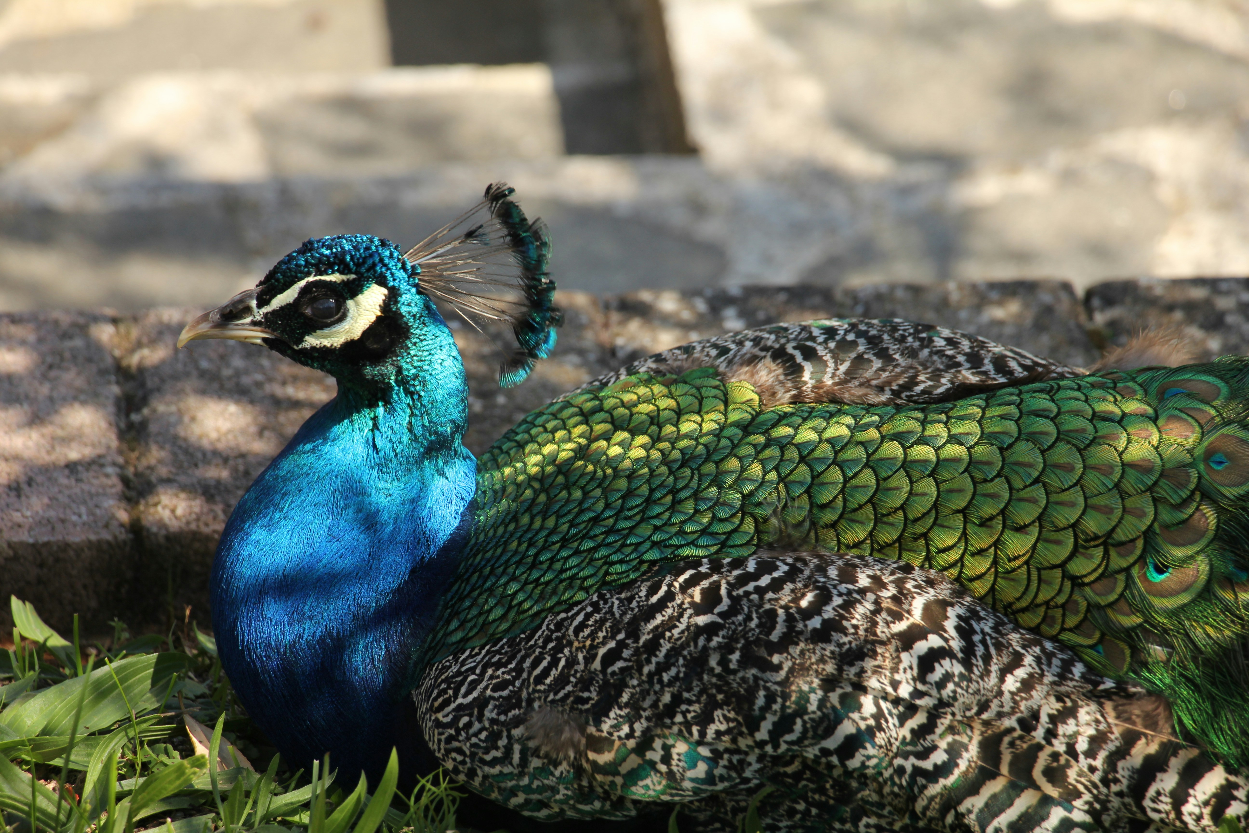 Photo by John Kinnander with Canon EOS 550D