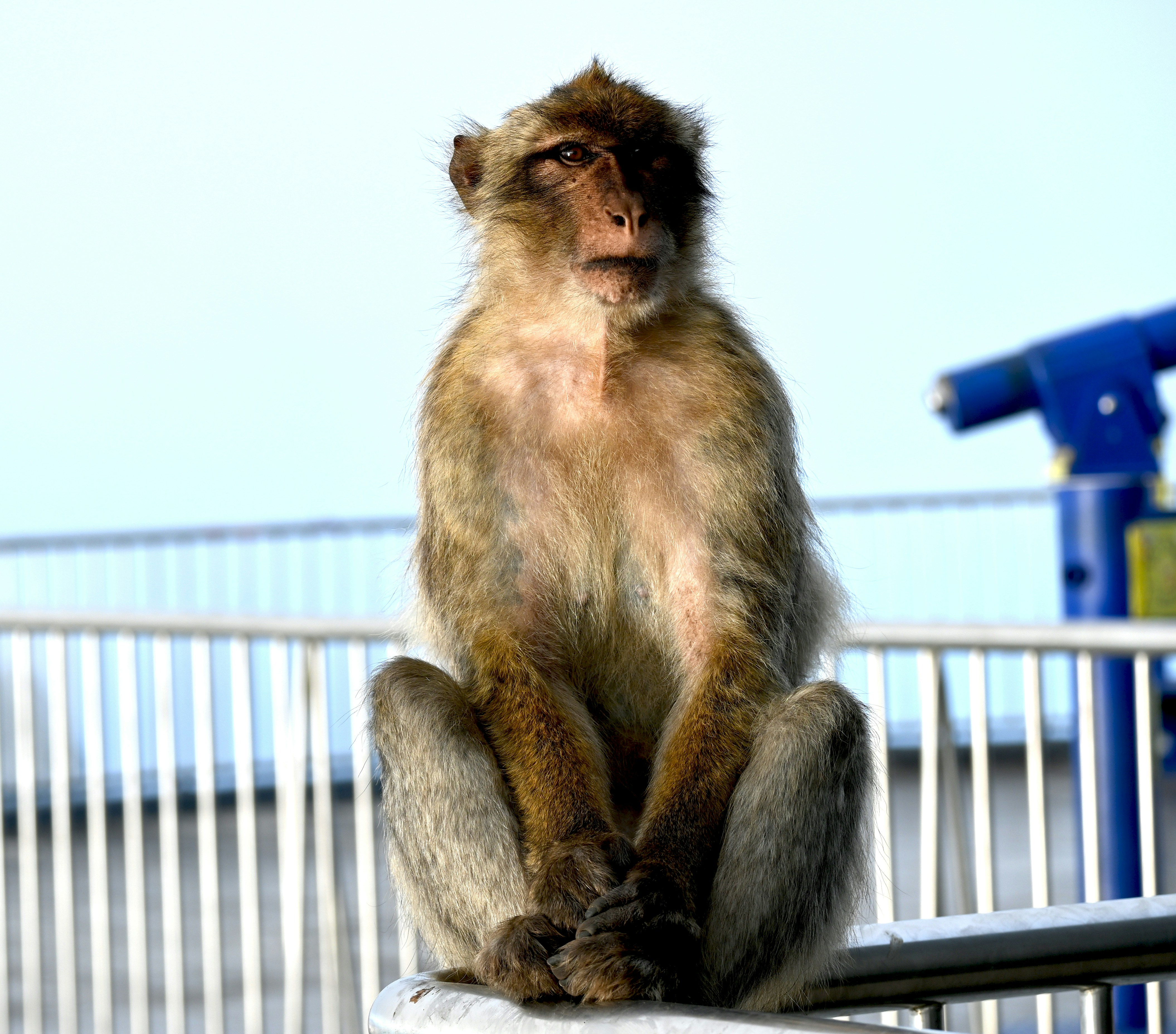 A monkey sitting on top of a metal rail photo – Free Gibraltar Image on ...
