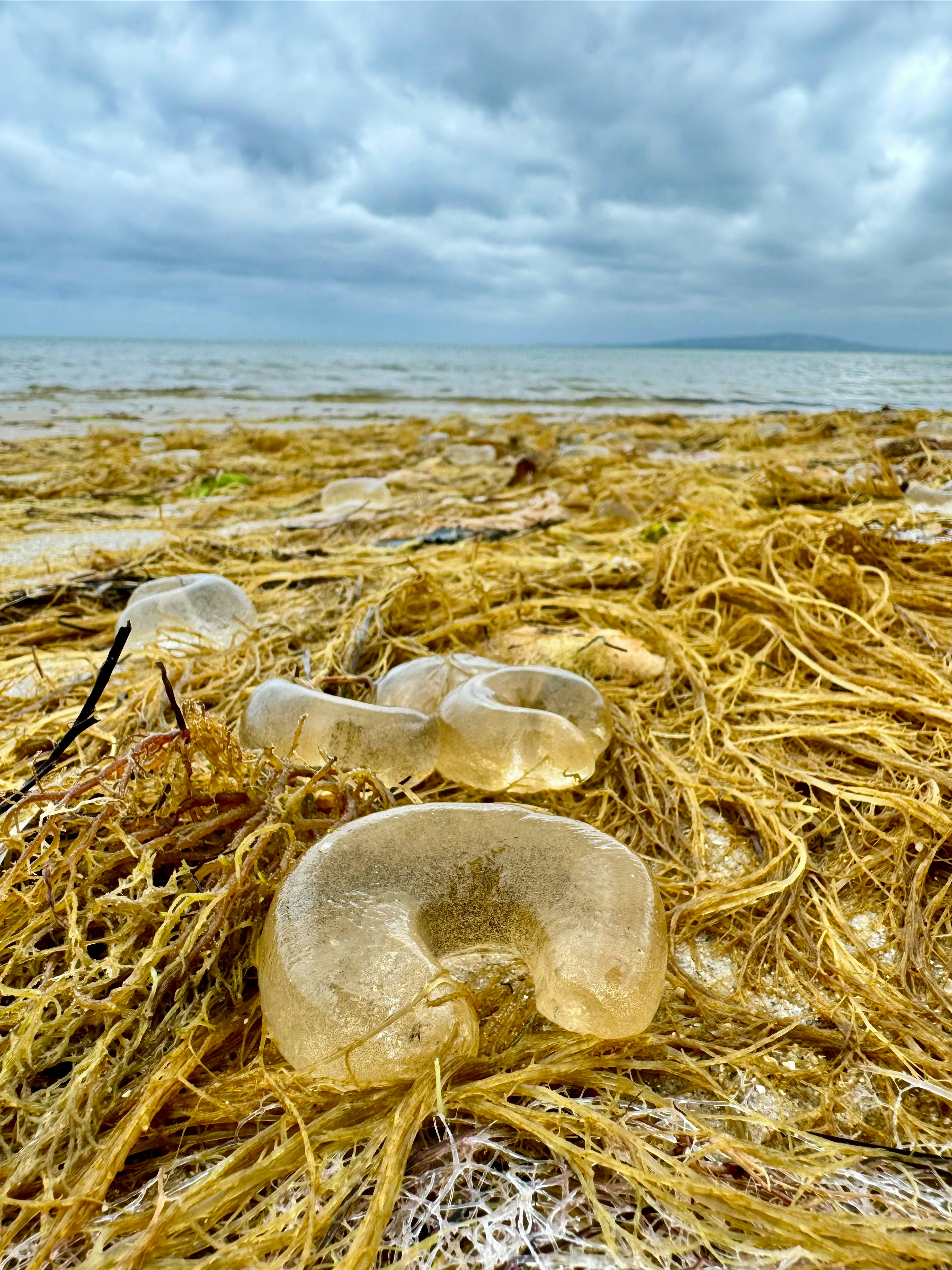 Glass Fragments on a Seaweed Beach Under a Cloudy Horizon