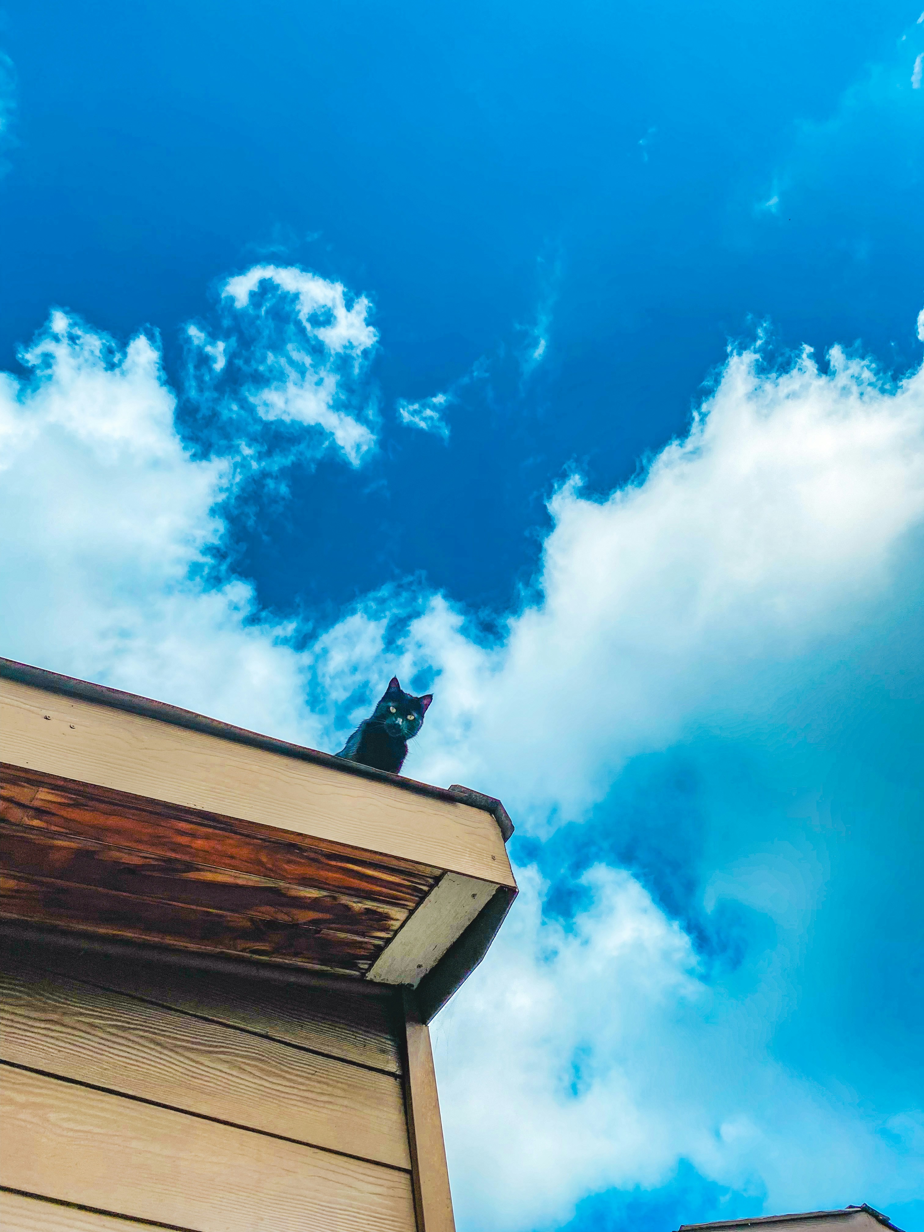 Black Cat on a Rooftop Edge Under a Cobalt Sky