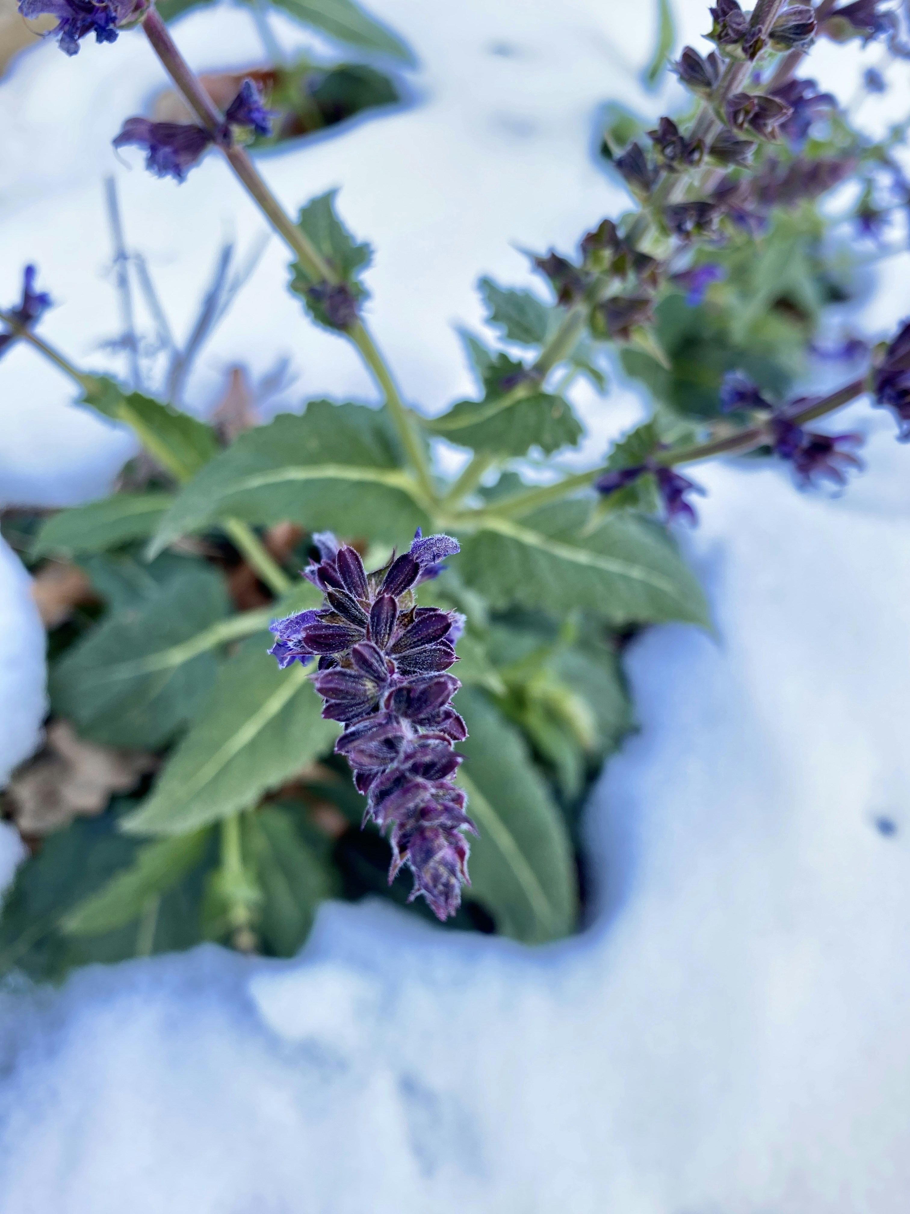 Snowbound Lavender: Frost-Kissed Close-Up