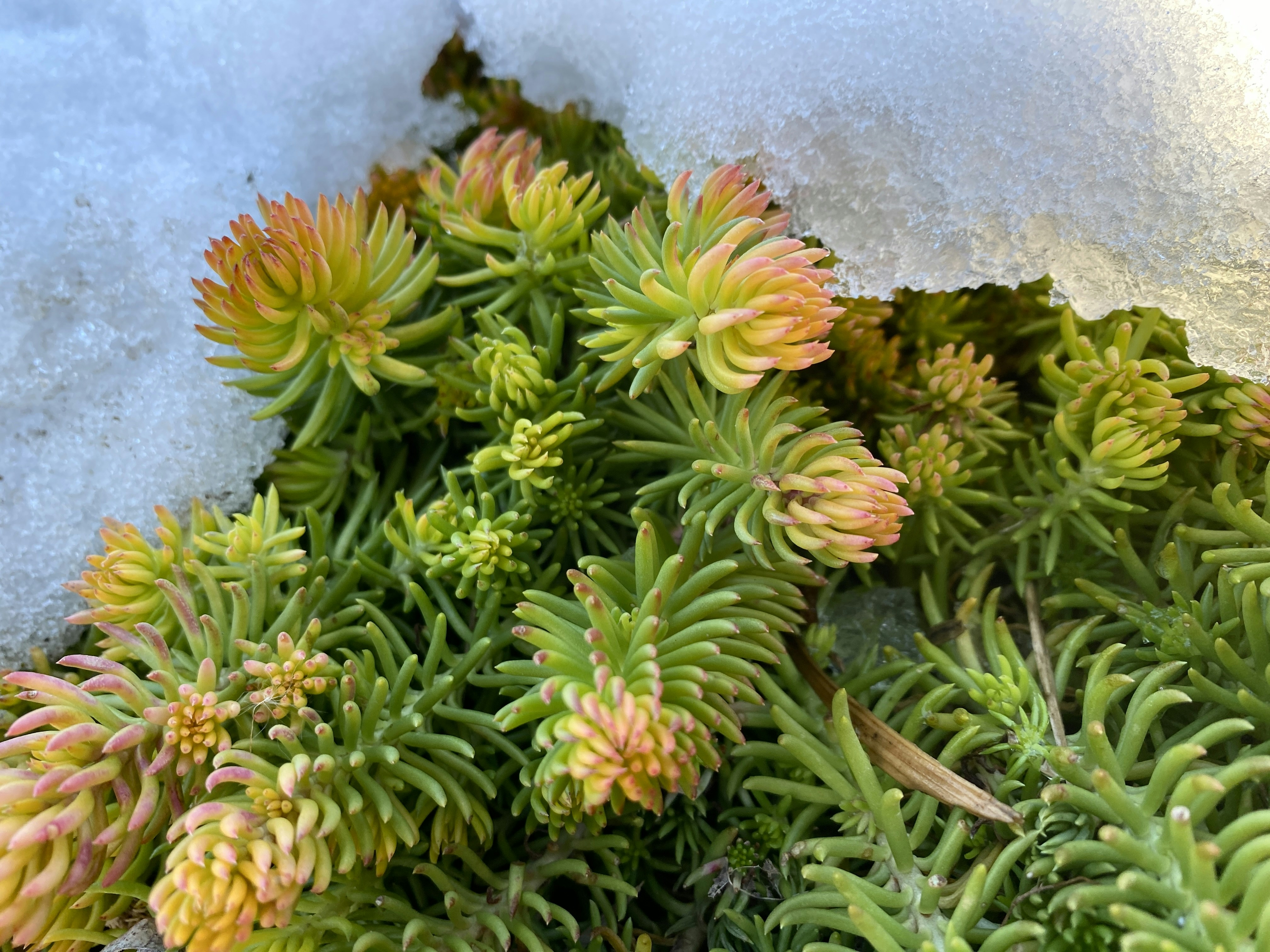 Frost-Kissed Sedum: pastel rosettes cling to a snowy edge