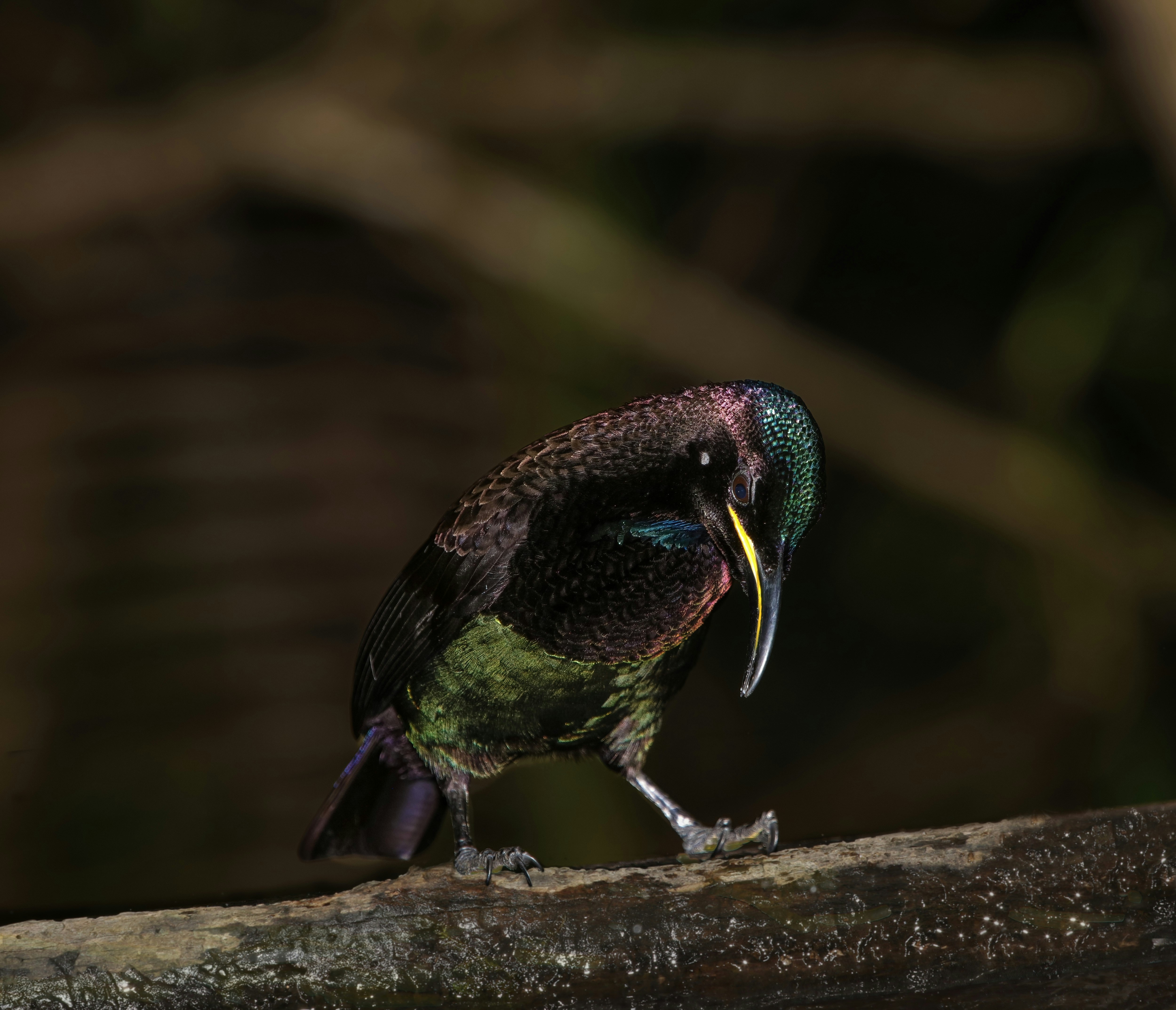 Emerald-throated Hummingbird Perched on a Mossy Log at Dusk