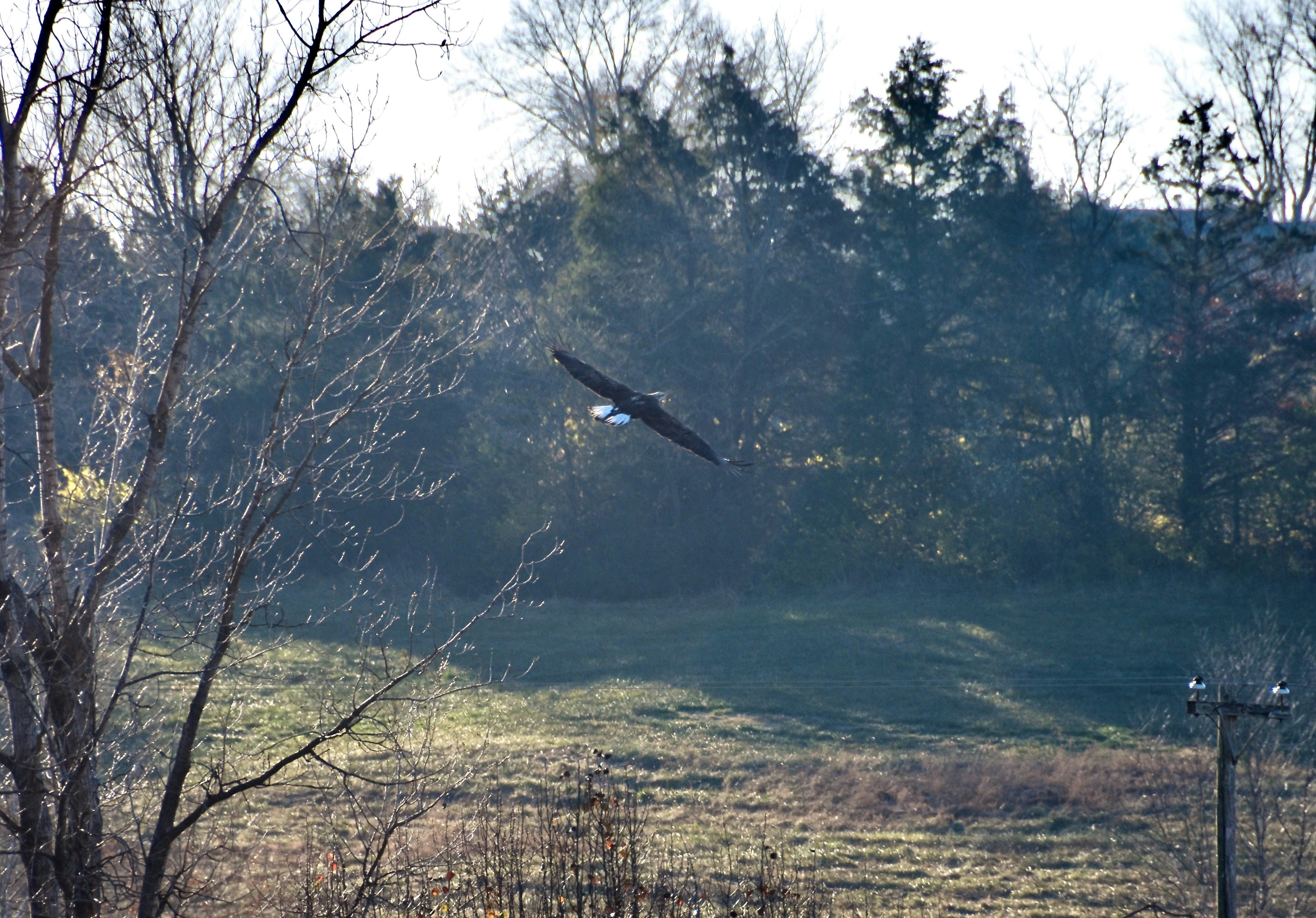Solitary Hawk in Dappled Light over a Quiet Meadow